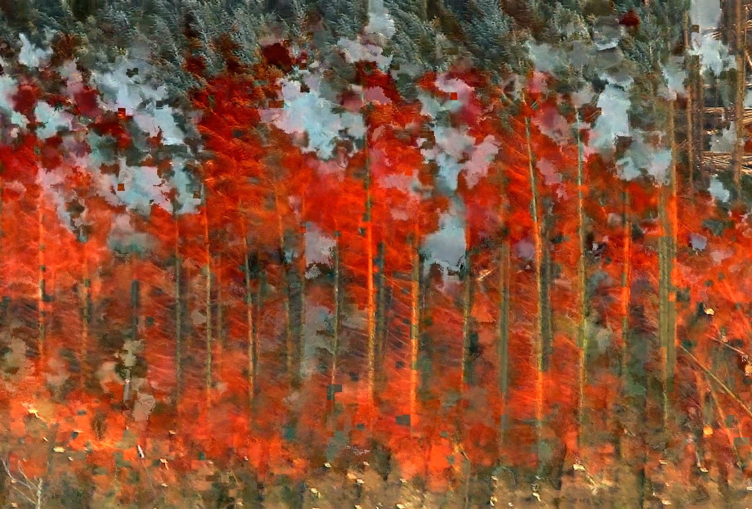 Ettrick. 2015. Directed by Jacques Perconte Scrumped (Extended Version ...