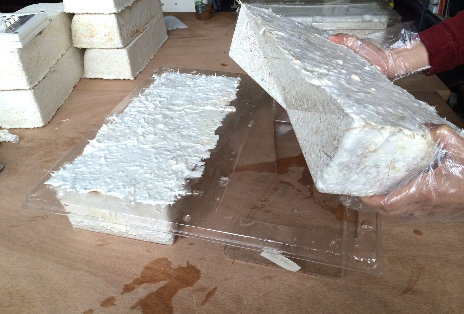 Organic Architecture Today: Mushroom Bricks Workshop | MoMA