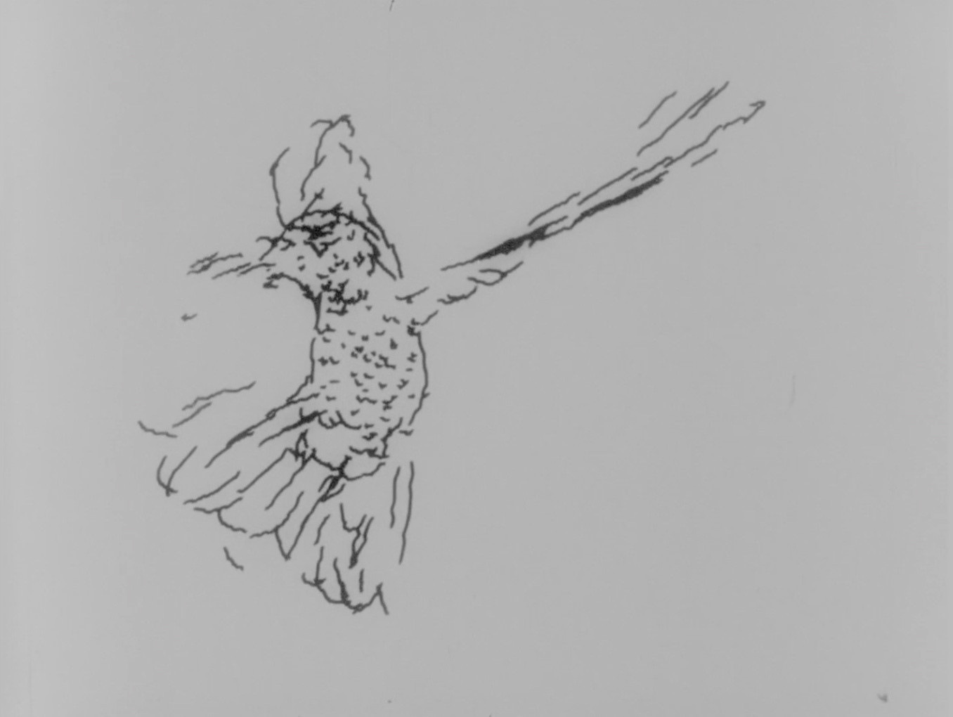 Charles Csuri’s Hummingbird | MoMA