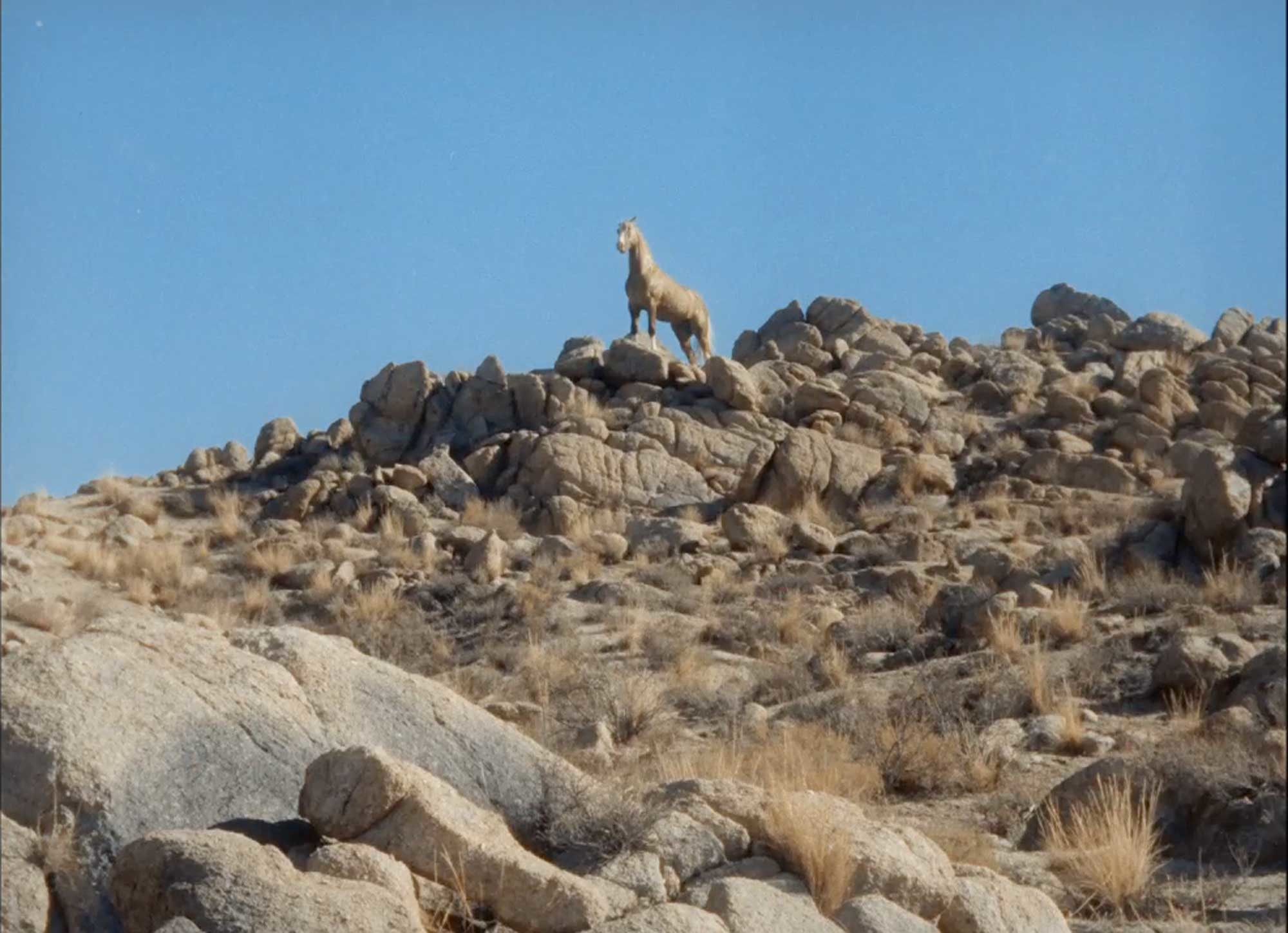 Trigger, Jr. 1950. Directed by William Witney | MoMA