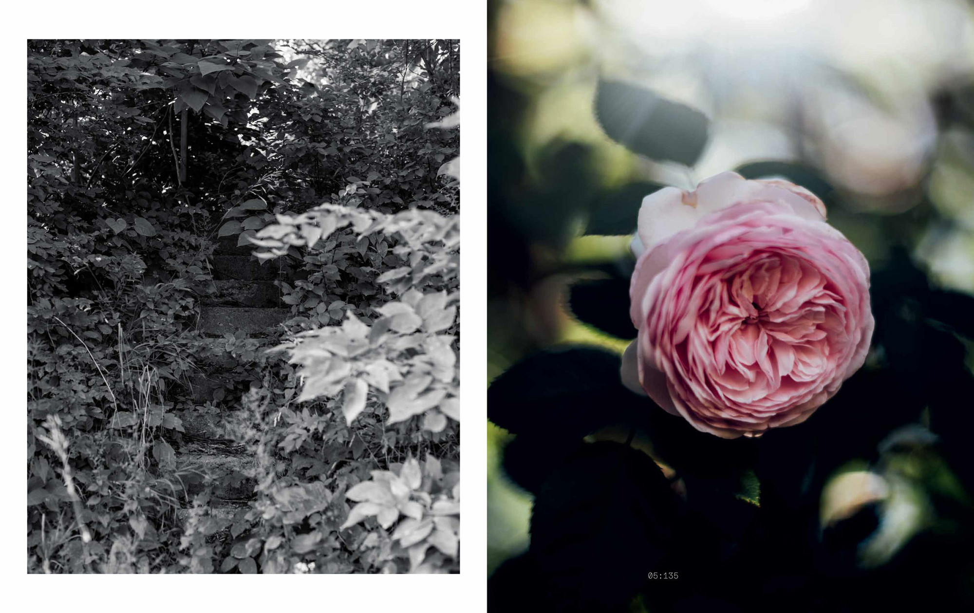 Between Sound and Citation: Zora J Murff’s True Colors | Magazine | MoMA