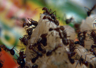 Messaging the Monstrous: Eco Horror | MoMA