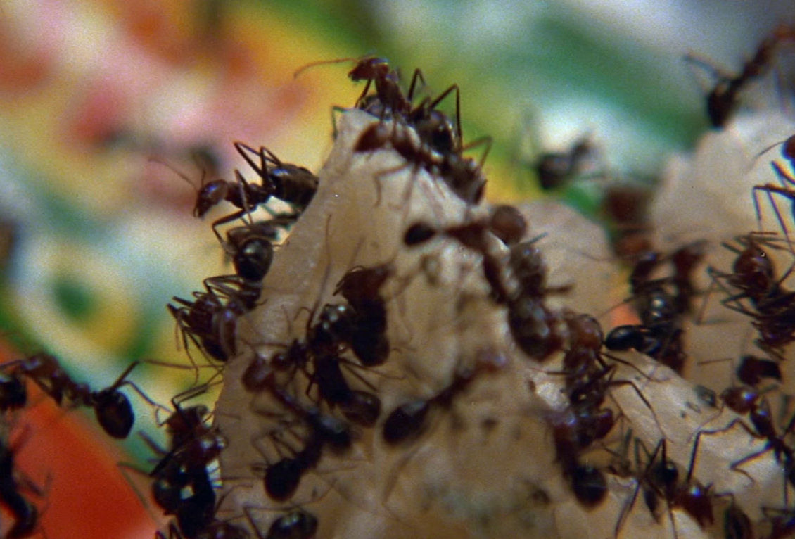 The Long Weekend. 1978. Directed by Colin Eggleston | MoMA