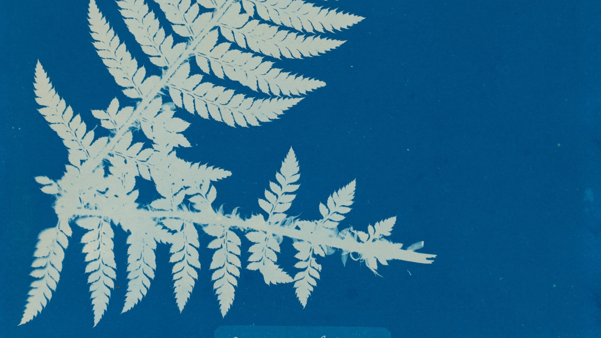 Anna Atkins | MoMA