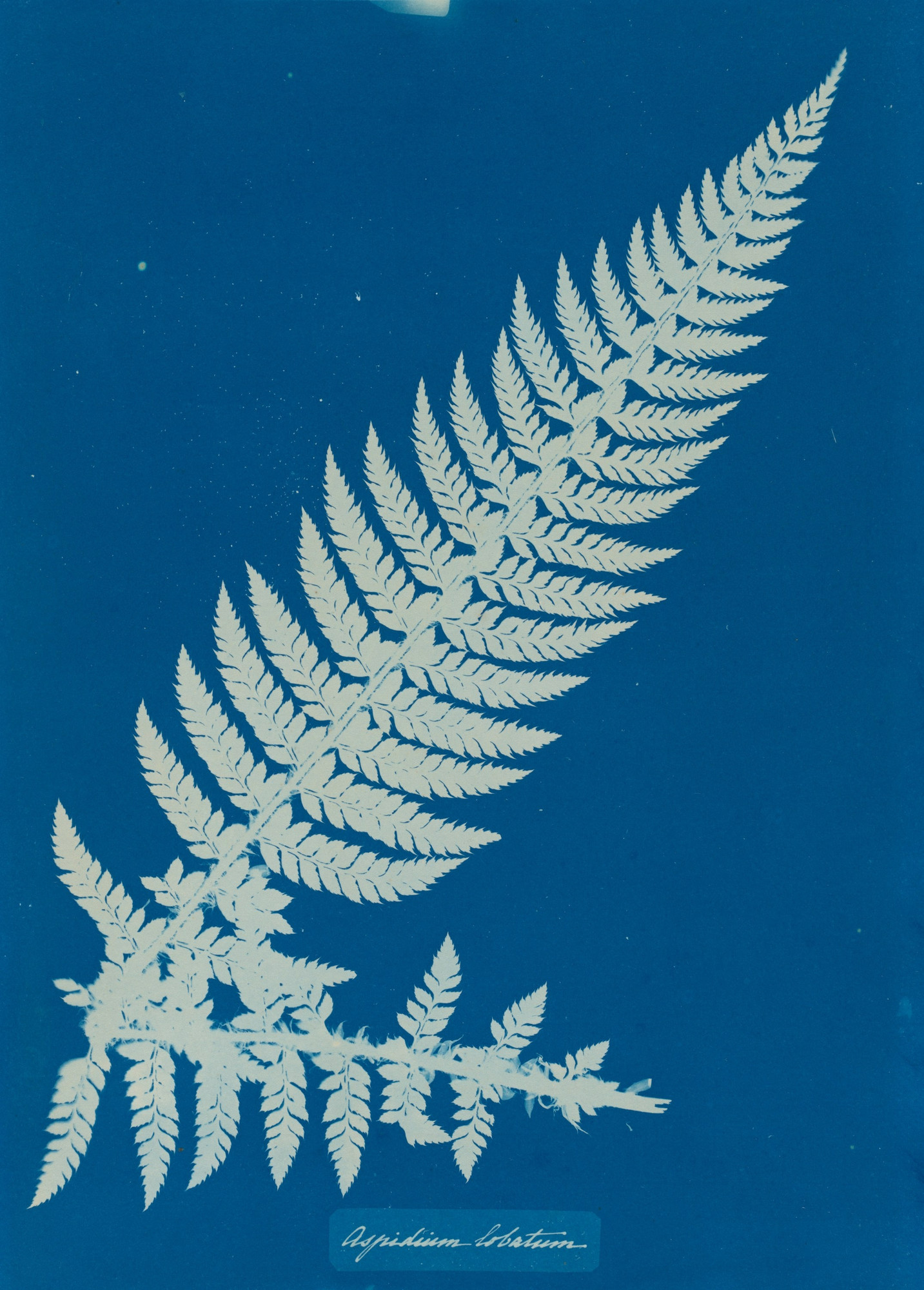 Anna Atkins | MoMA
