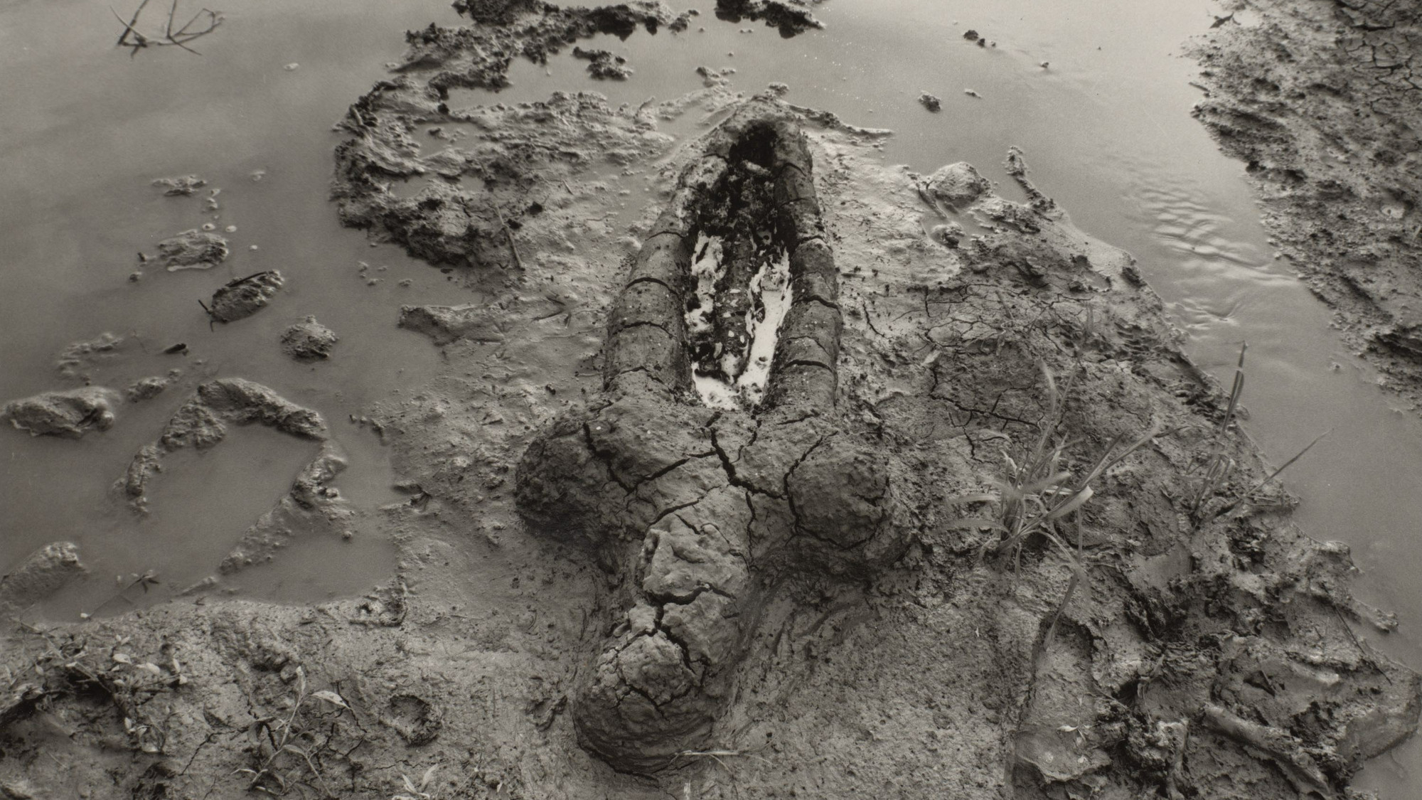 Ana Mendieta | MoMA
