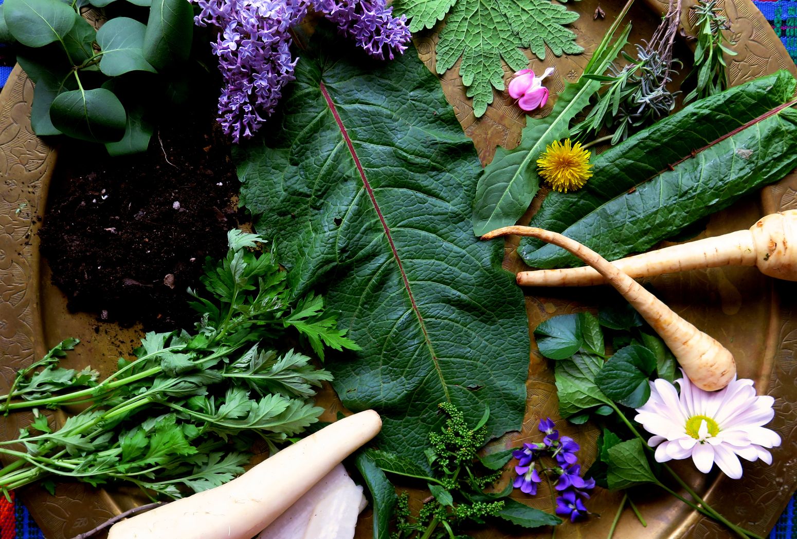 Member Sustainability Series: The Power of Plants | MoMA