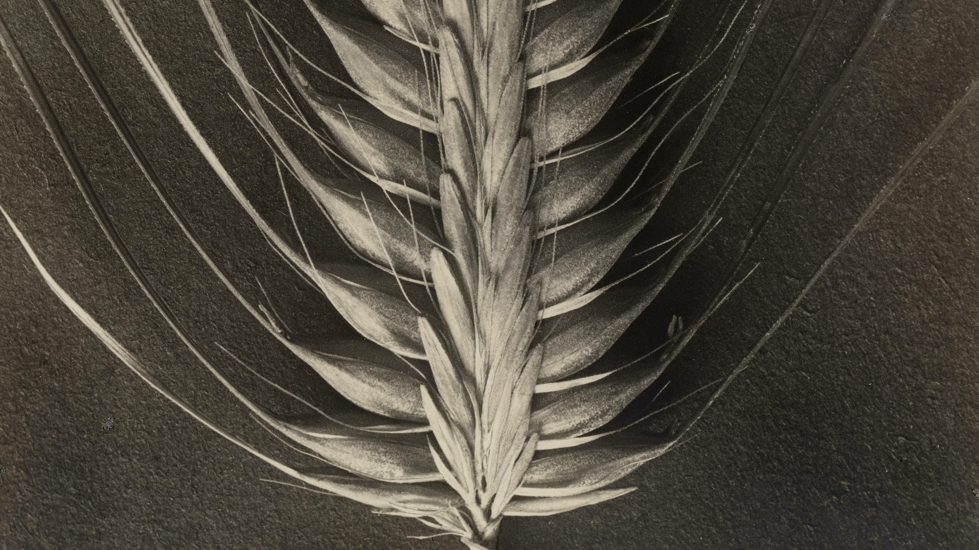 Karl Blossfeldt | MoMA
