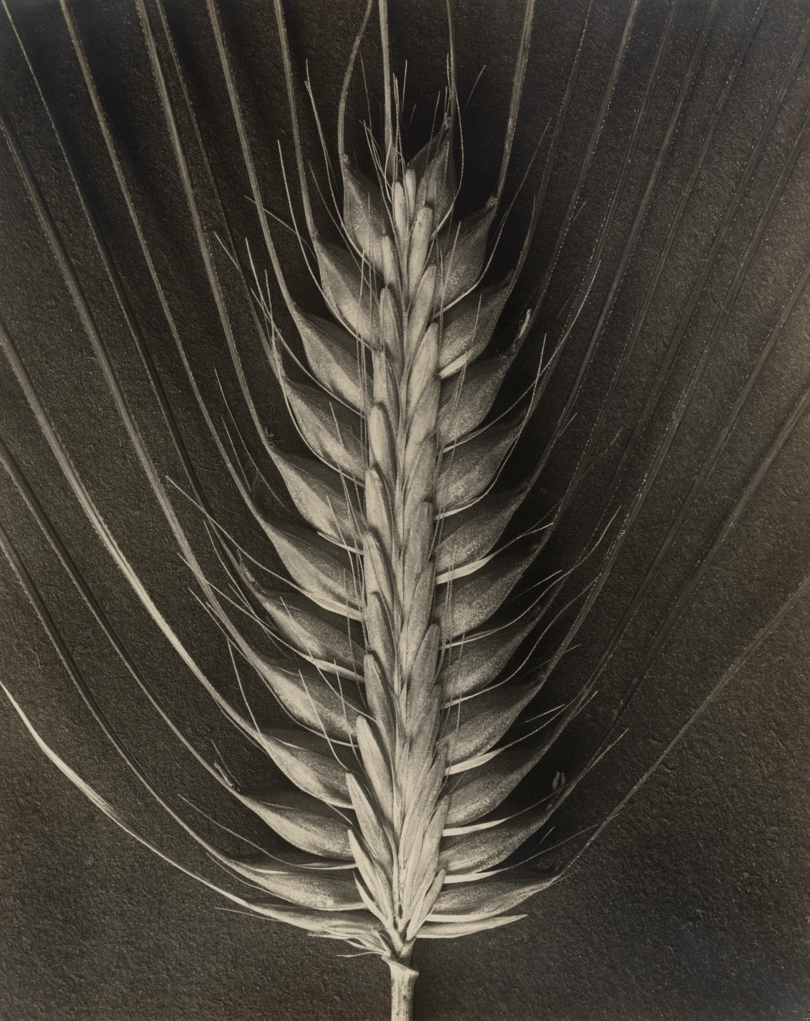 Karl Blossfeldt | MoMA