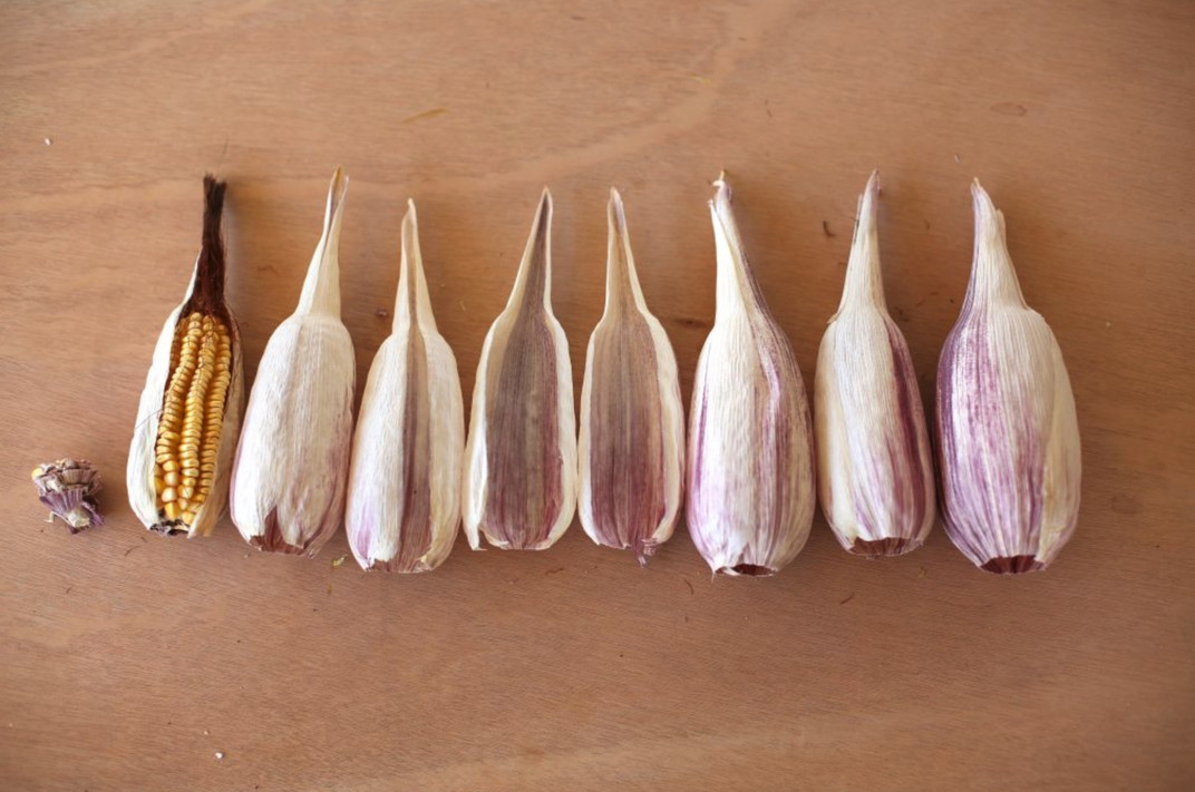 An Old Crop Gets a New Life | Magazine | MoMA