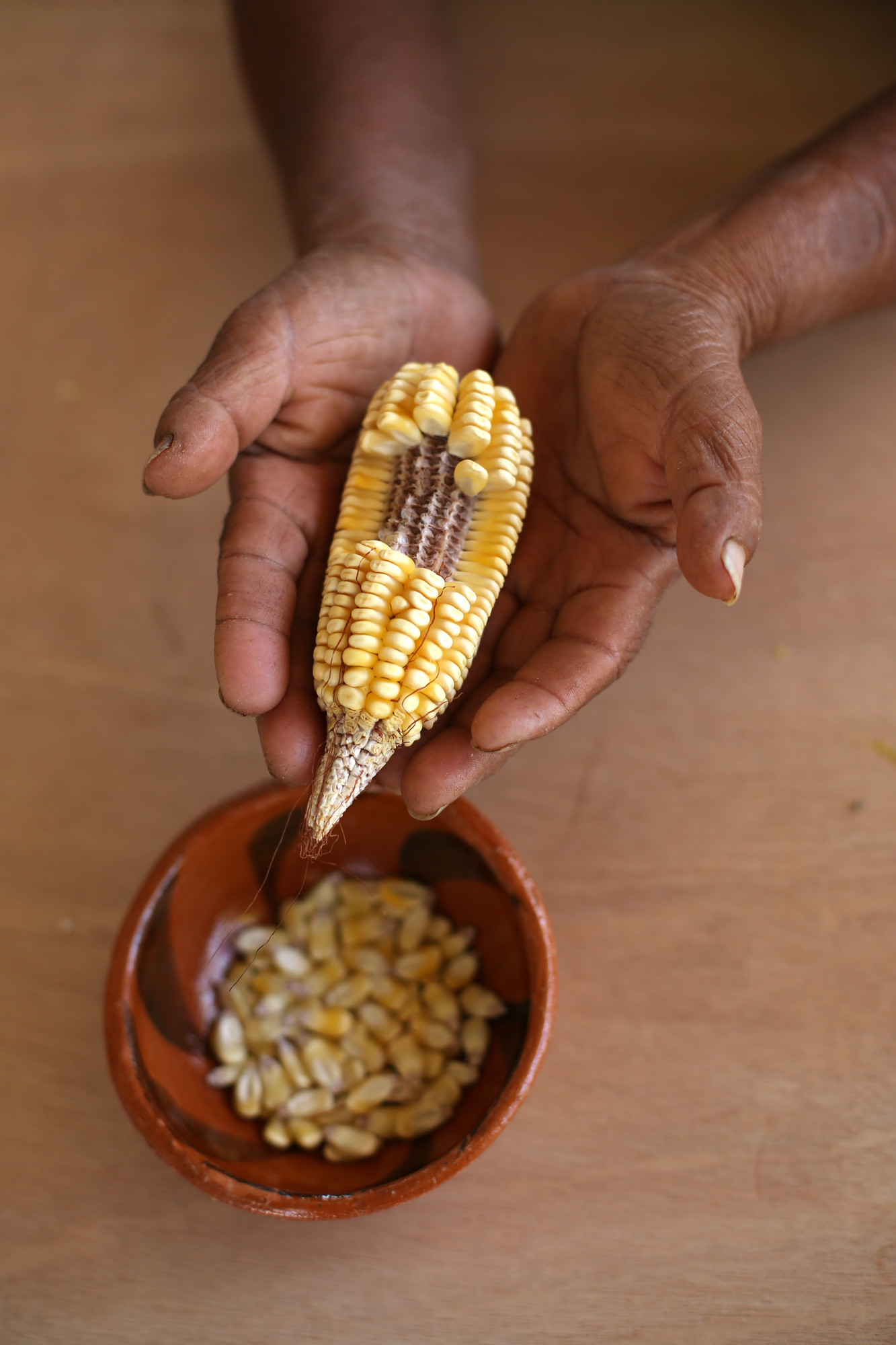 Can Corn Do More Than Feed Us? | Magazine | MoMA