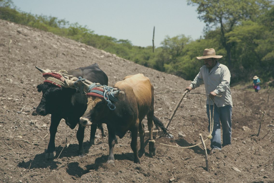 Can Corn Do More Than Feed Us? | Magazine | MoMA