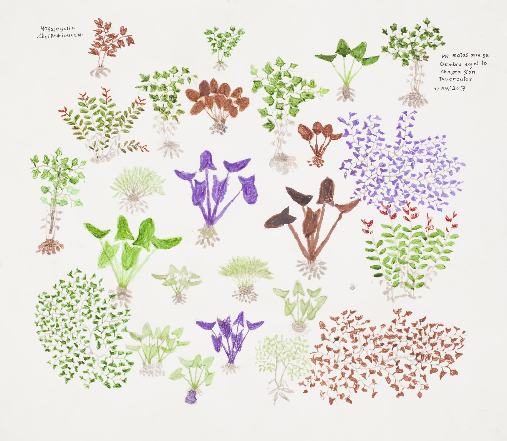 Abel Rodríguez: Between Planting and Painting | Magazine | MoMA