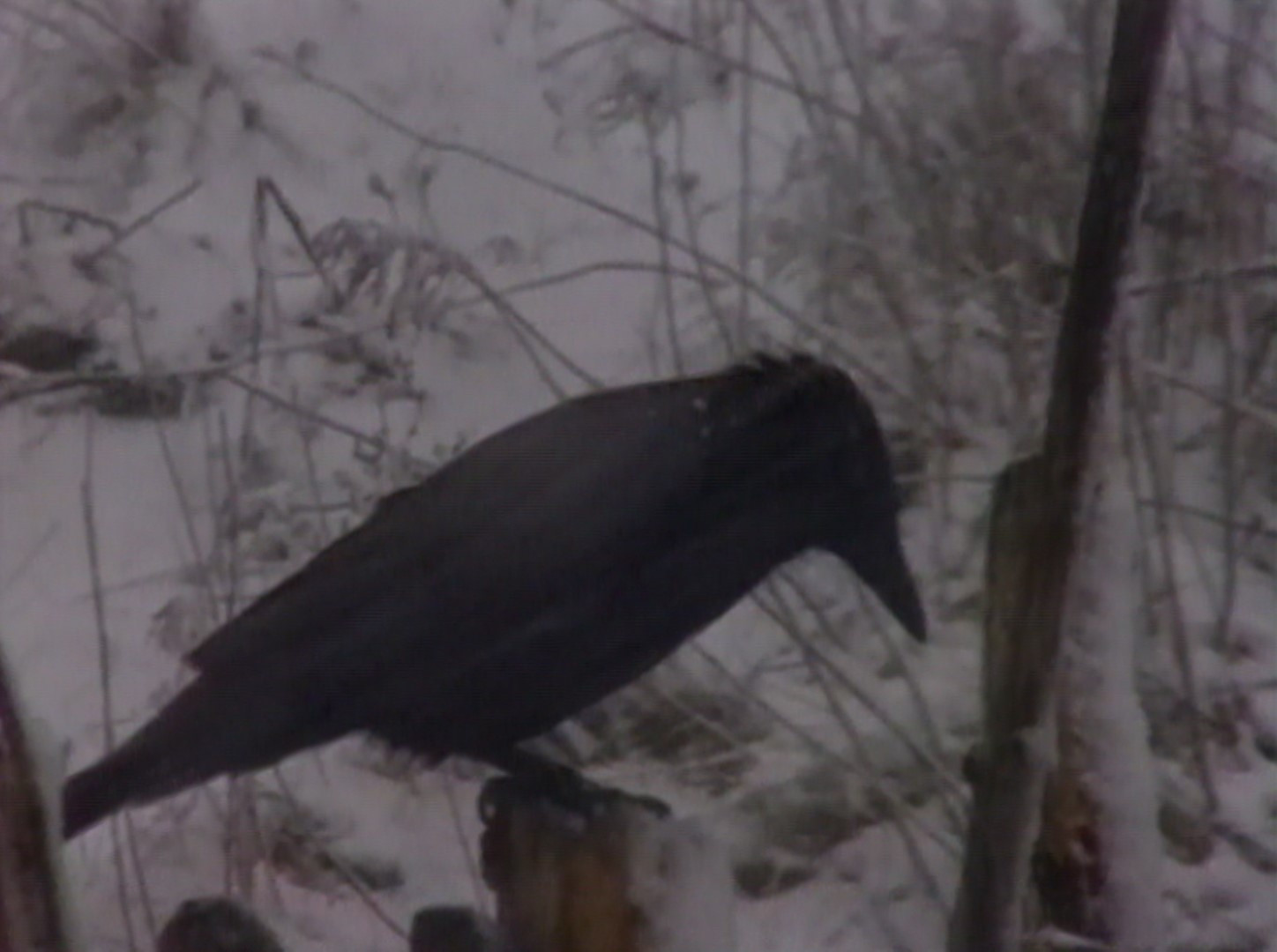 The Present. 1996. Directed by Robert Frank June and Robert Kara and Me ...