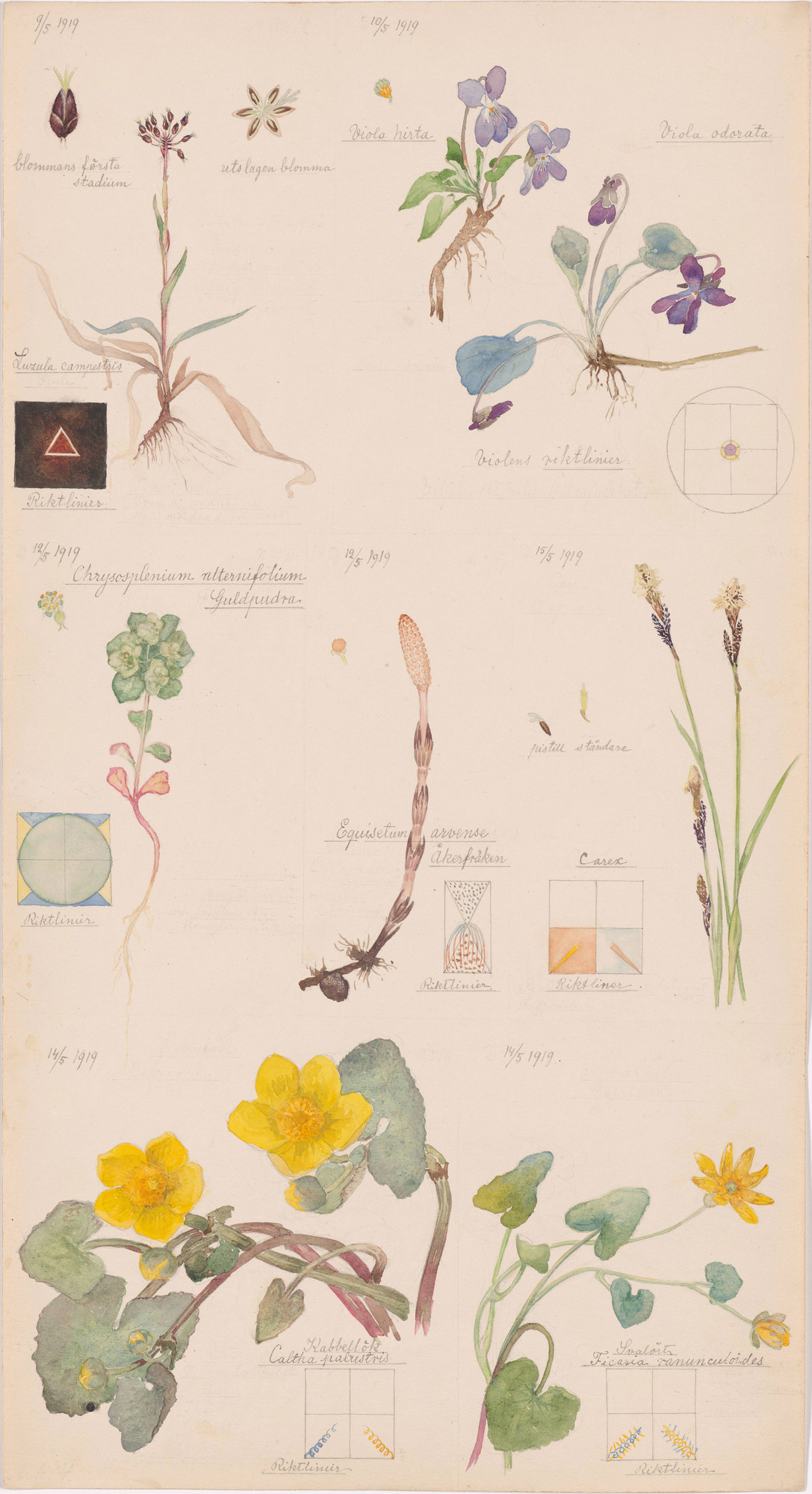 Hilma af Klint: What Stands Behind the Flowers | MoMA