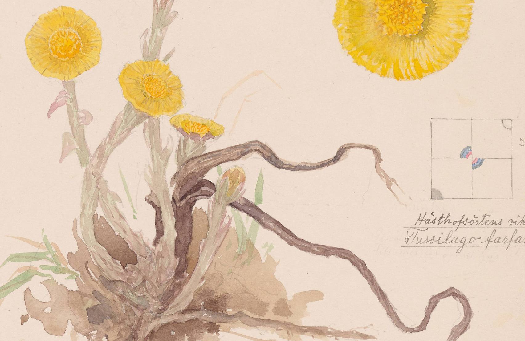 Hilma af Klint: What Stands Behind the Flowers | MoMA