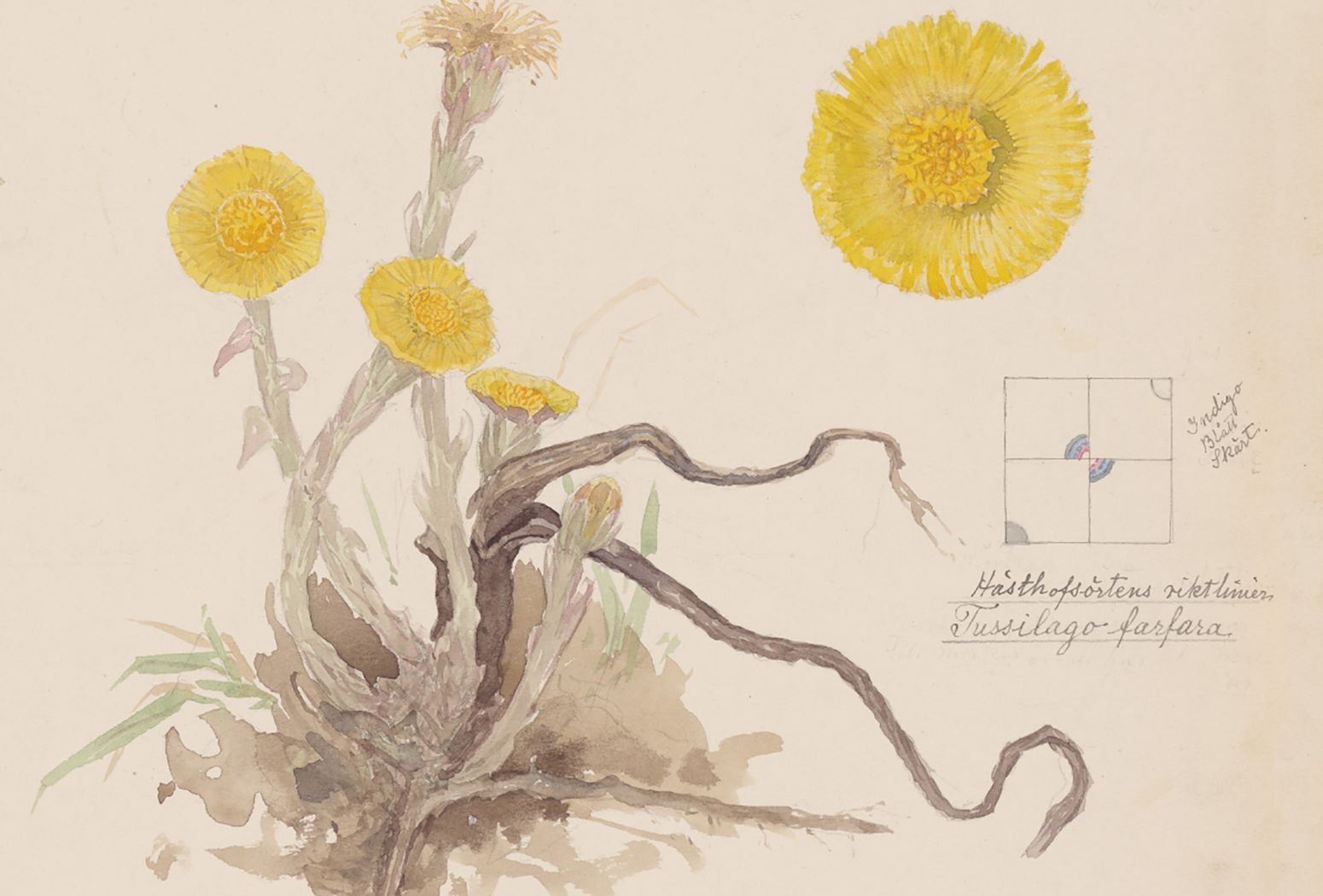 Curatorial Walk-Through of Hilma af Klint: What Stands Behind the Flowers | MoMA