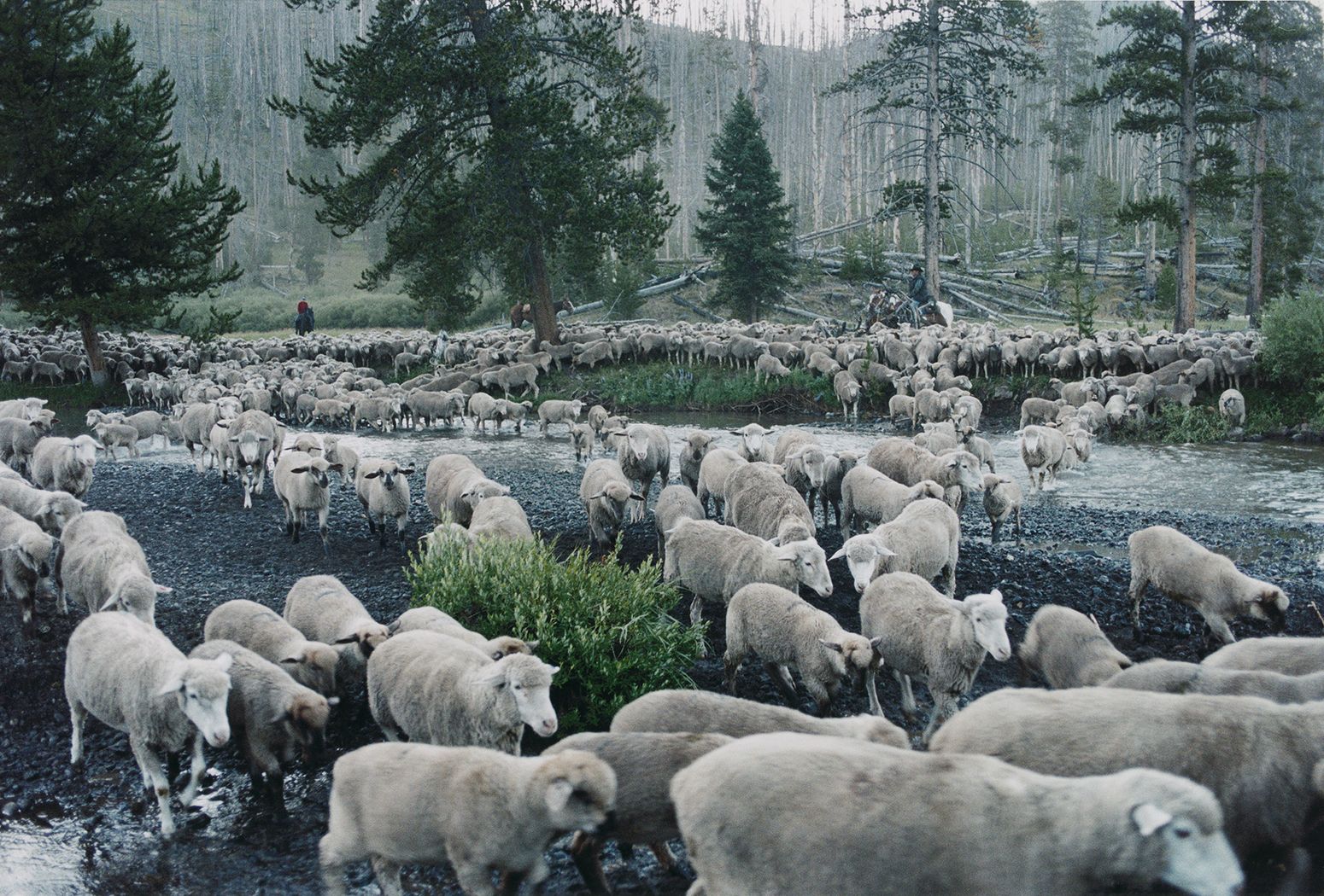 Sweetgrass. 2009. Directed by Ilisa Barbash, Lucien Castaing-Taylor | MoMA