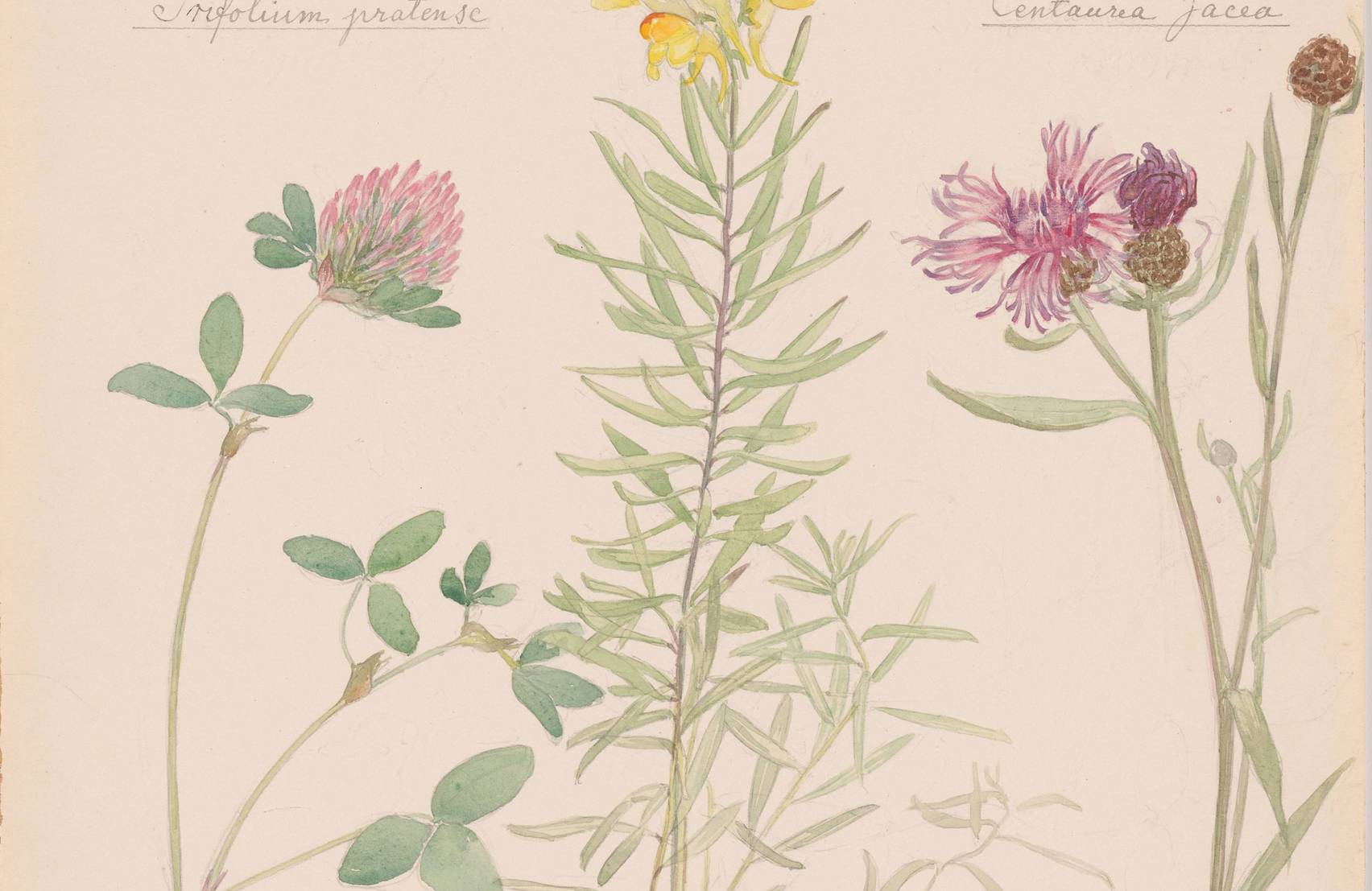 Hilma af Klint: What Stands Behind the Flowers | MoMA