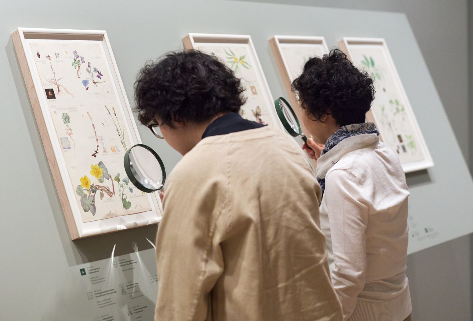 Last Look: Hilma af Klint: What Stands Behind the Flowers | MoMA