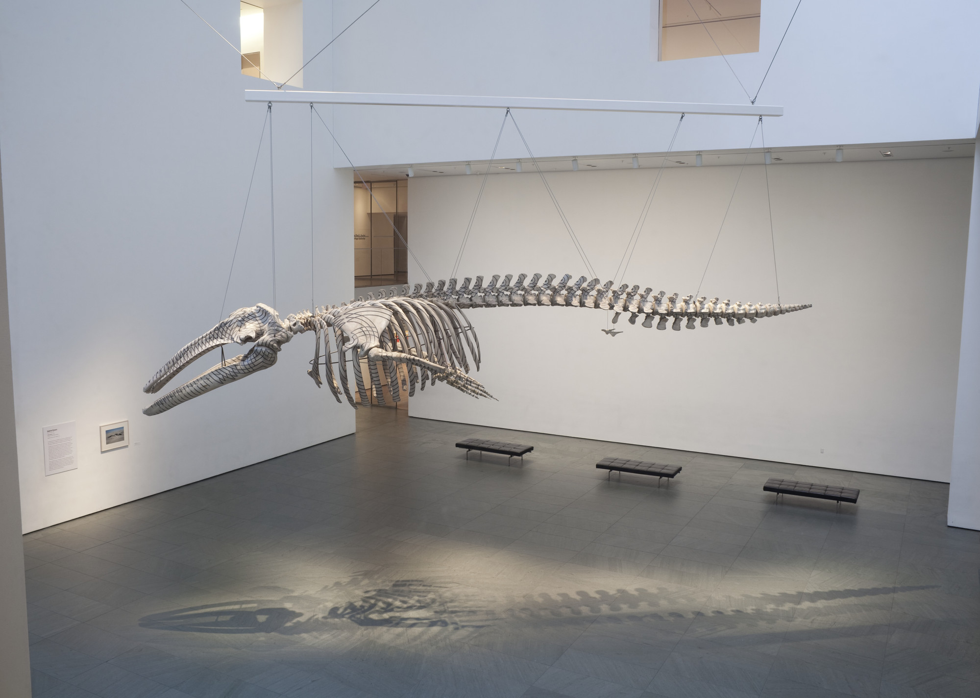 Installation view of the exhibition "Gabriel Orozco" | MoMA