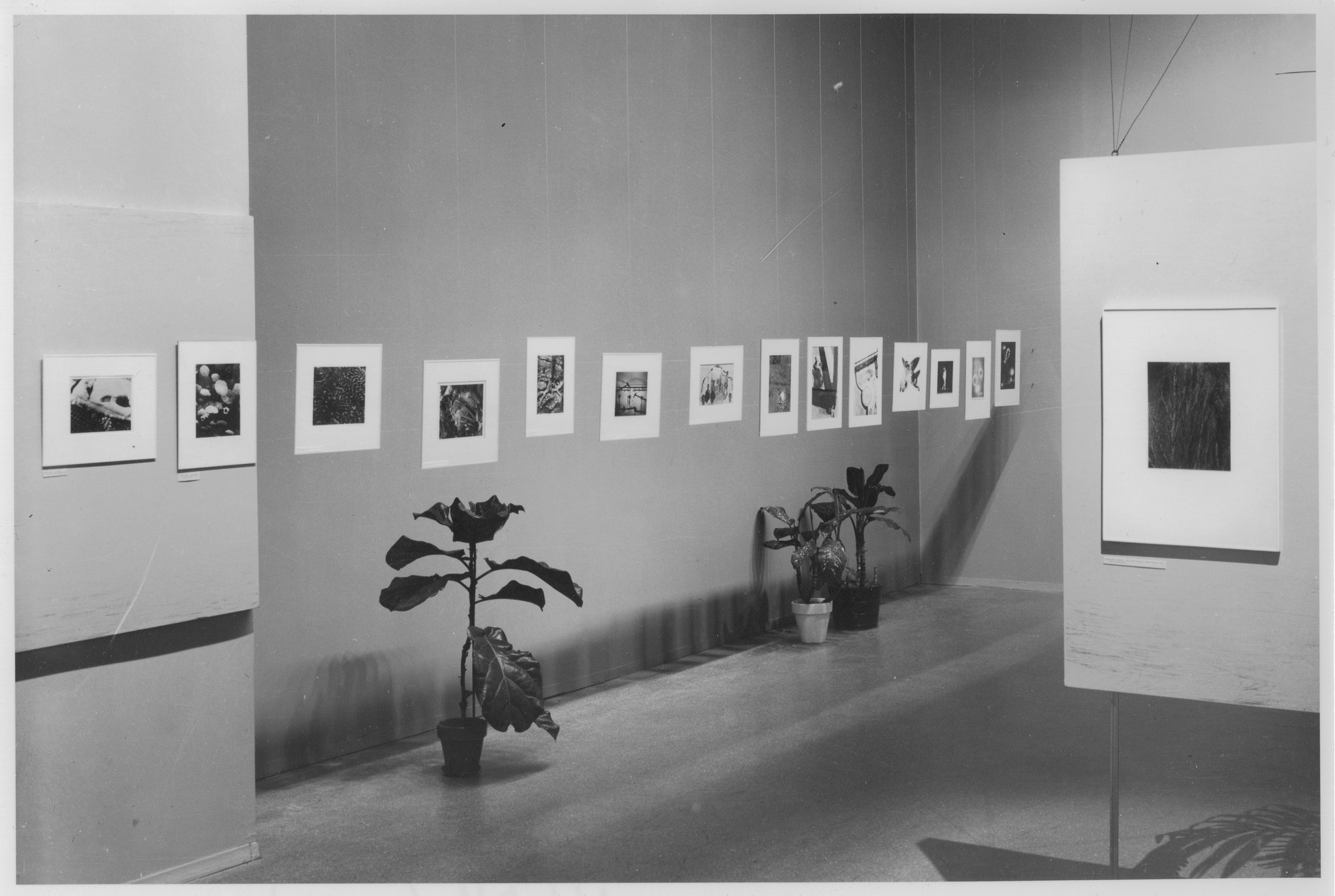 Installation view of the exhibition "Sixty Photographs: A Survey of ...