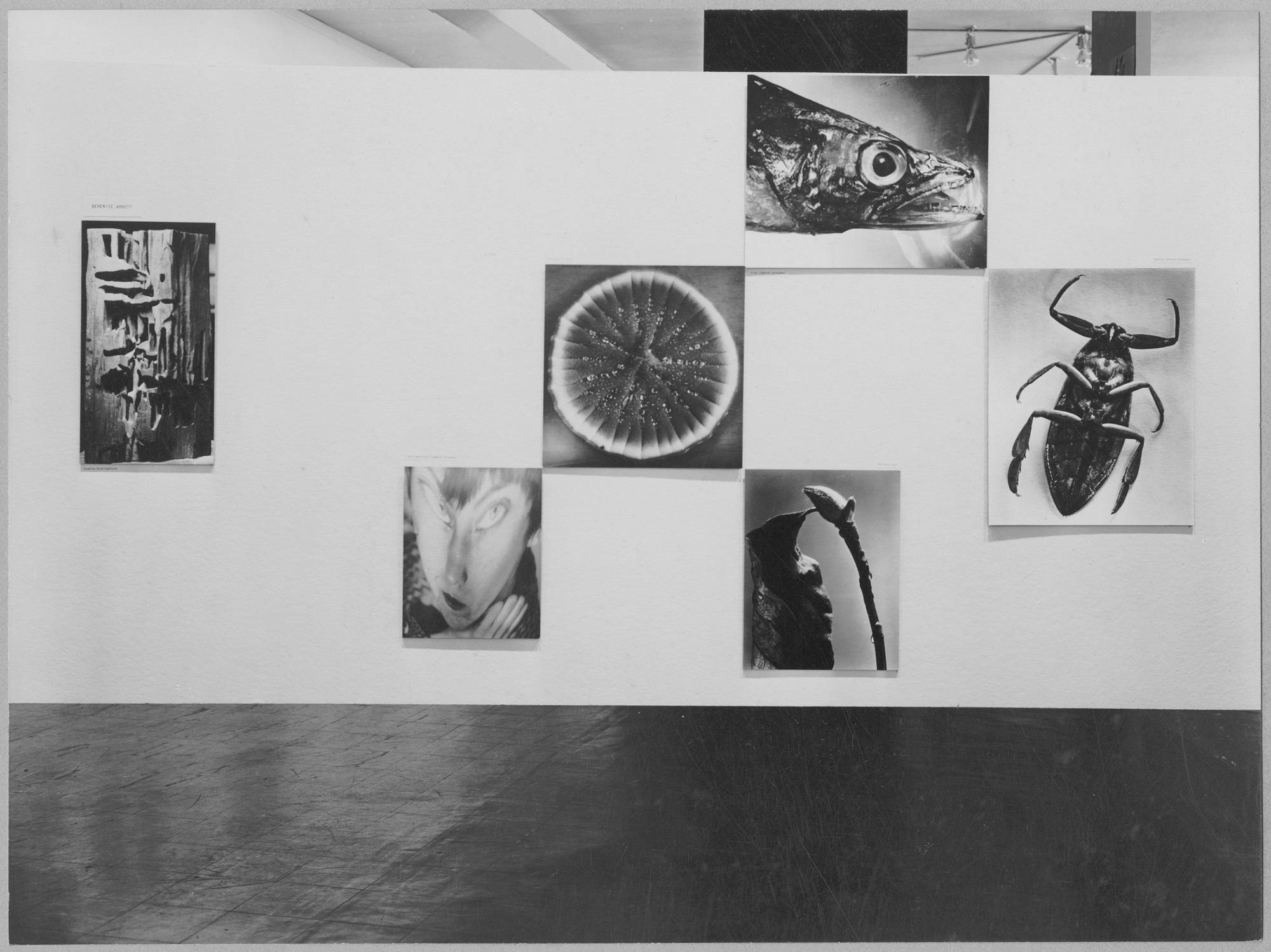 Installation view of the exhibition "In and Out of Focus: A Survey of ...