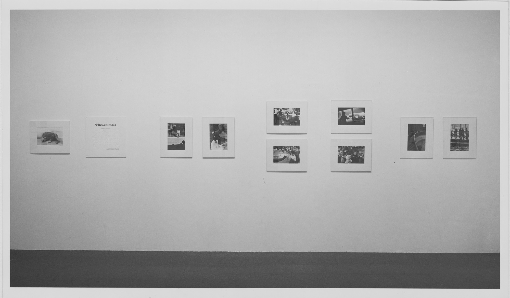 Garry Winogrand: The Animals | MoMA