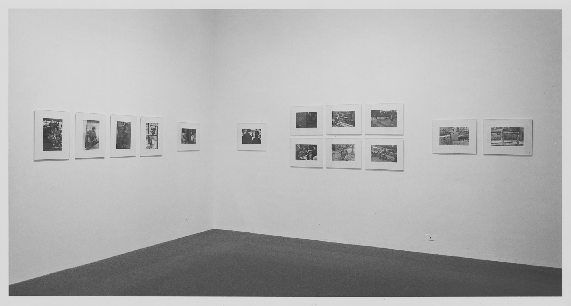 Installation view of the exhibition "Gary Winogrand: The Animals." | MoMA