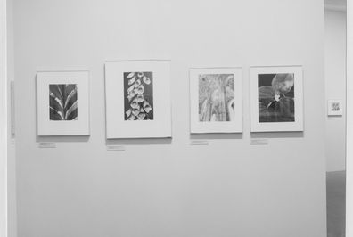 Imogen Cunningham. Leaf Pattern. before 1929 | MoMA