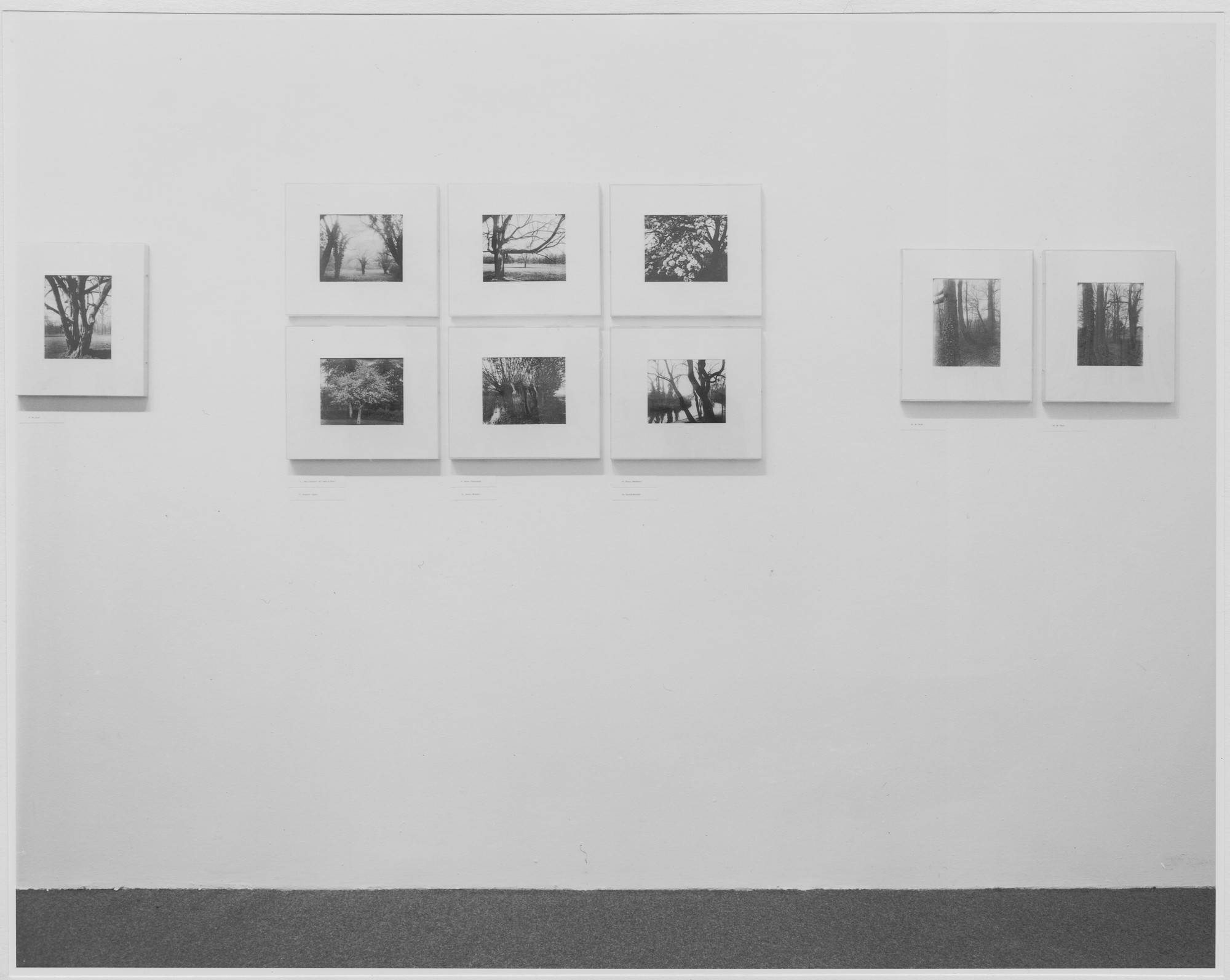 Installation view of the exhibition "Atget Trees." | MoMA