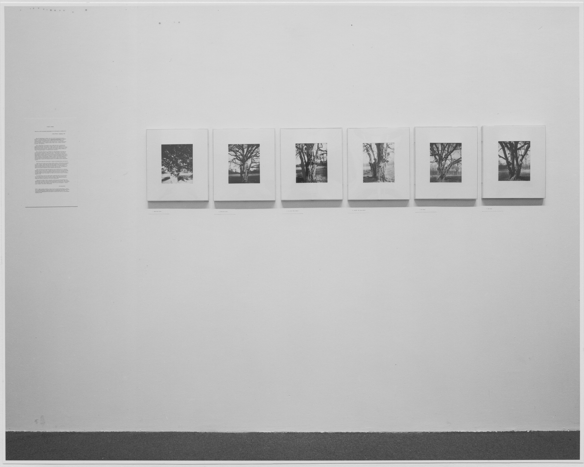Installation view of the exhibition "Atget Trees." | MoMA
