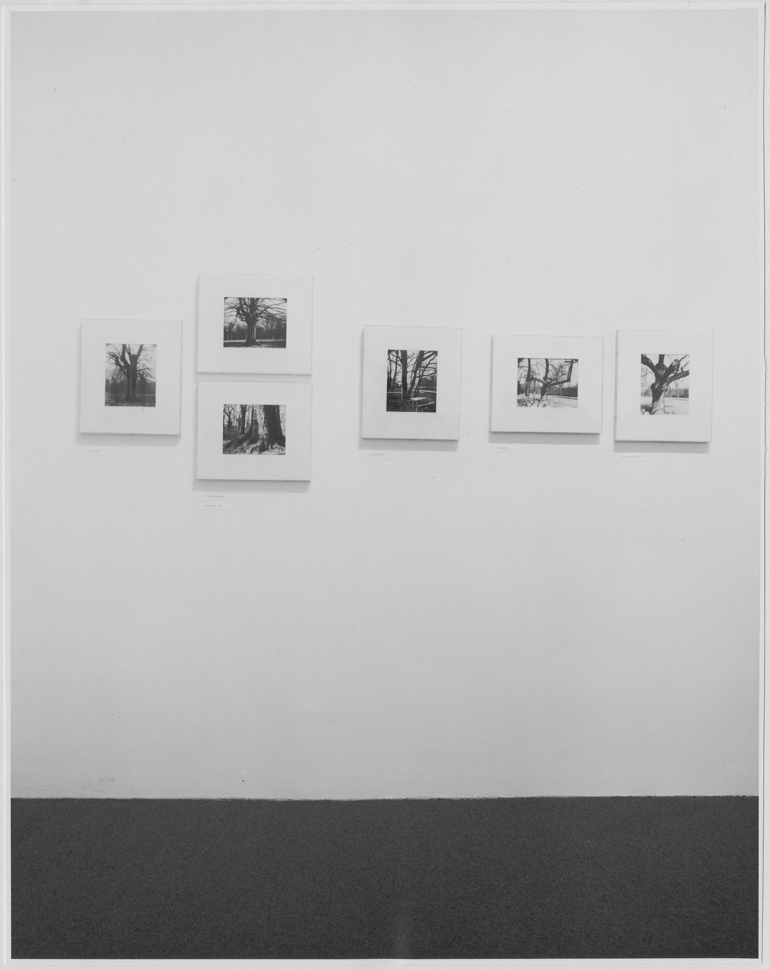 Installation view of the exhibition "Atget Trees." | MoMA