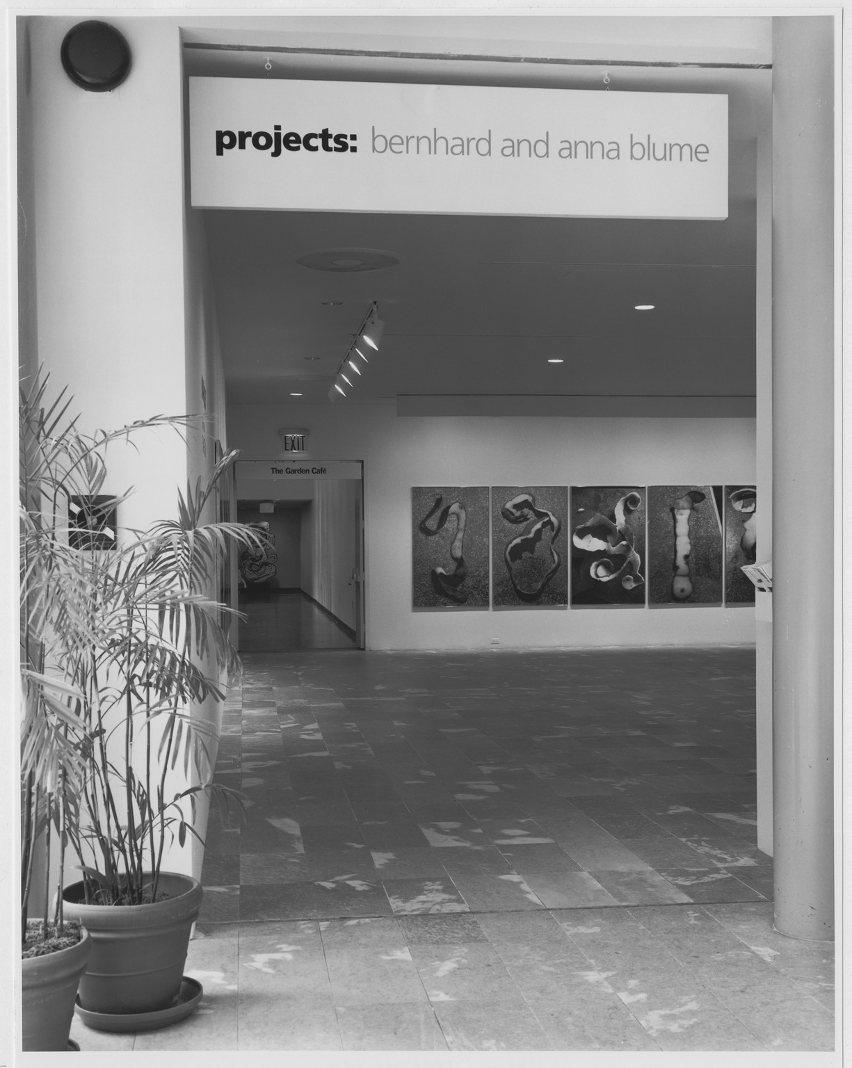 Projects 16: Bernhard and Anna Blume | MoMA