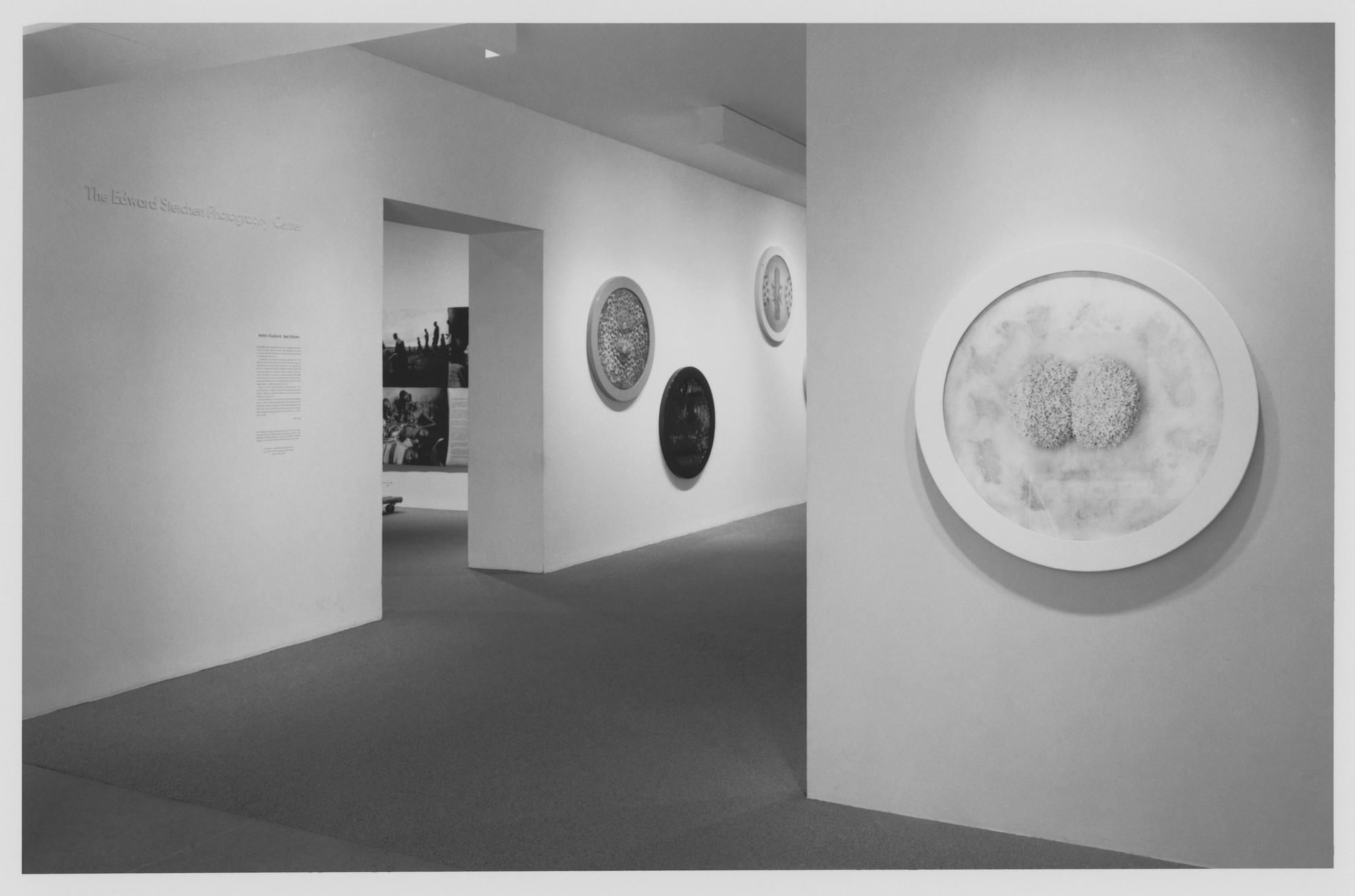 Installation view of the exhibition "Helen Chadwick: Bad Blooms" | MoMA
