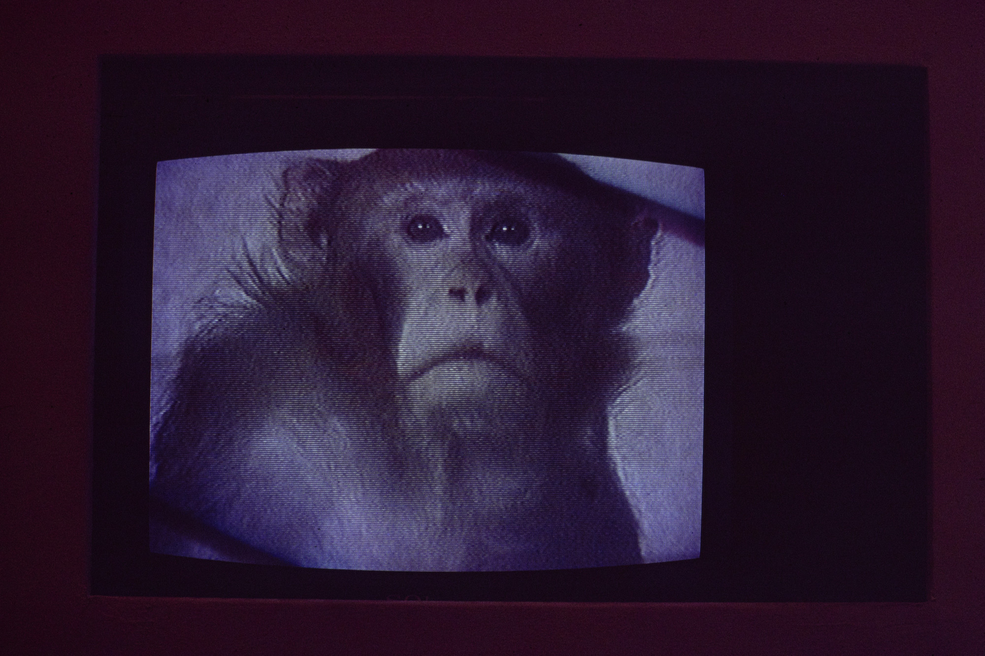 Video (Fall 1982): Animal Magnetism | MoMA