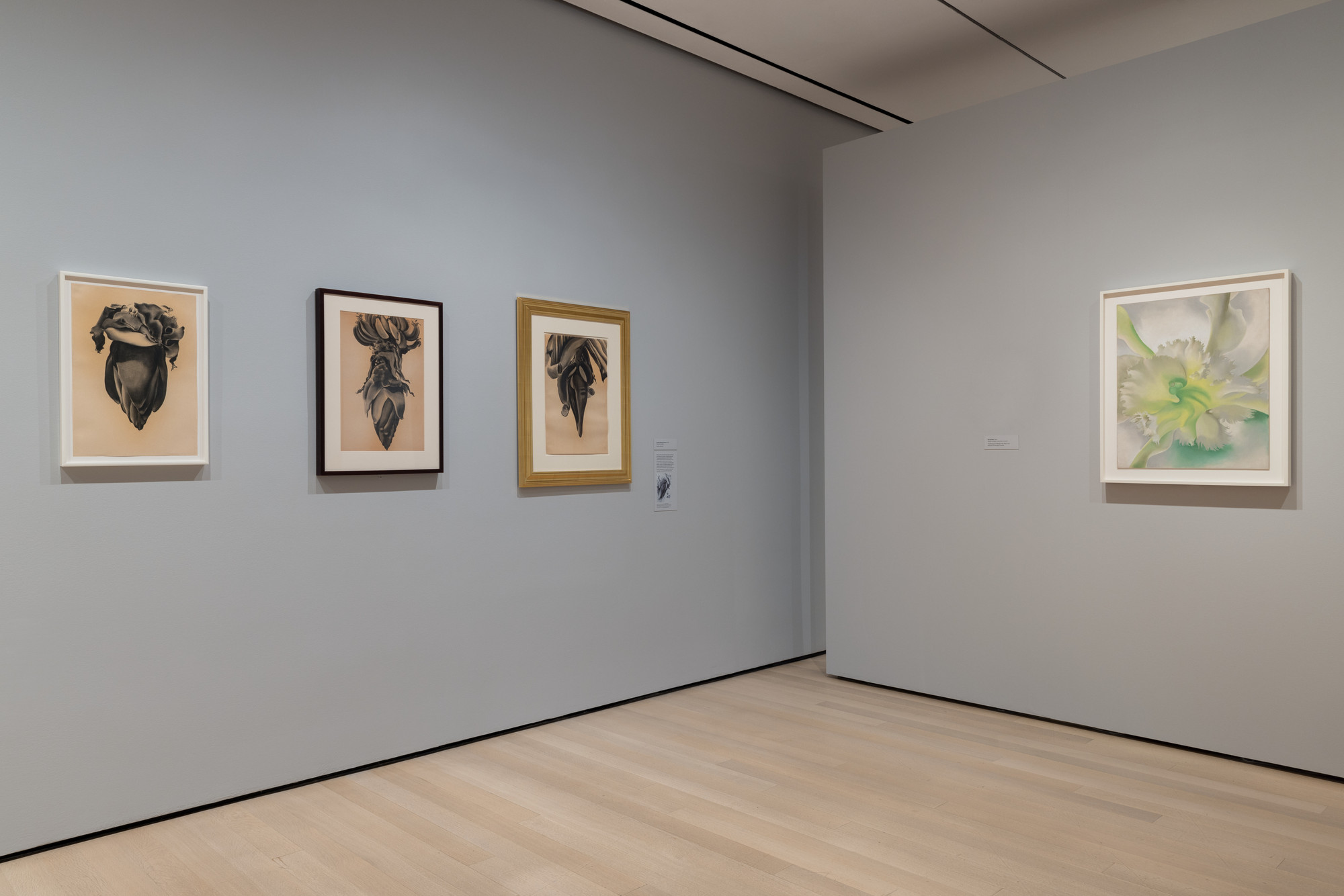 Installation view of the exhibition "Georgia O’Keeffe: To See Takes ...