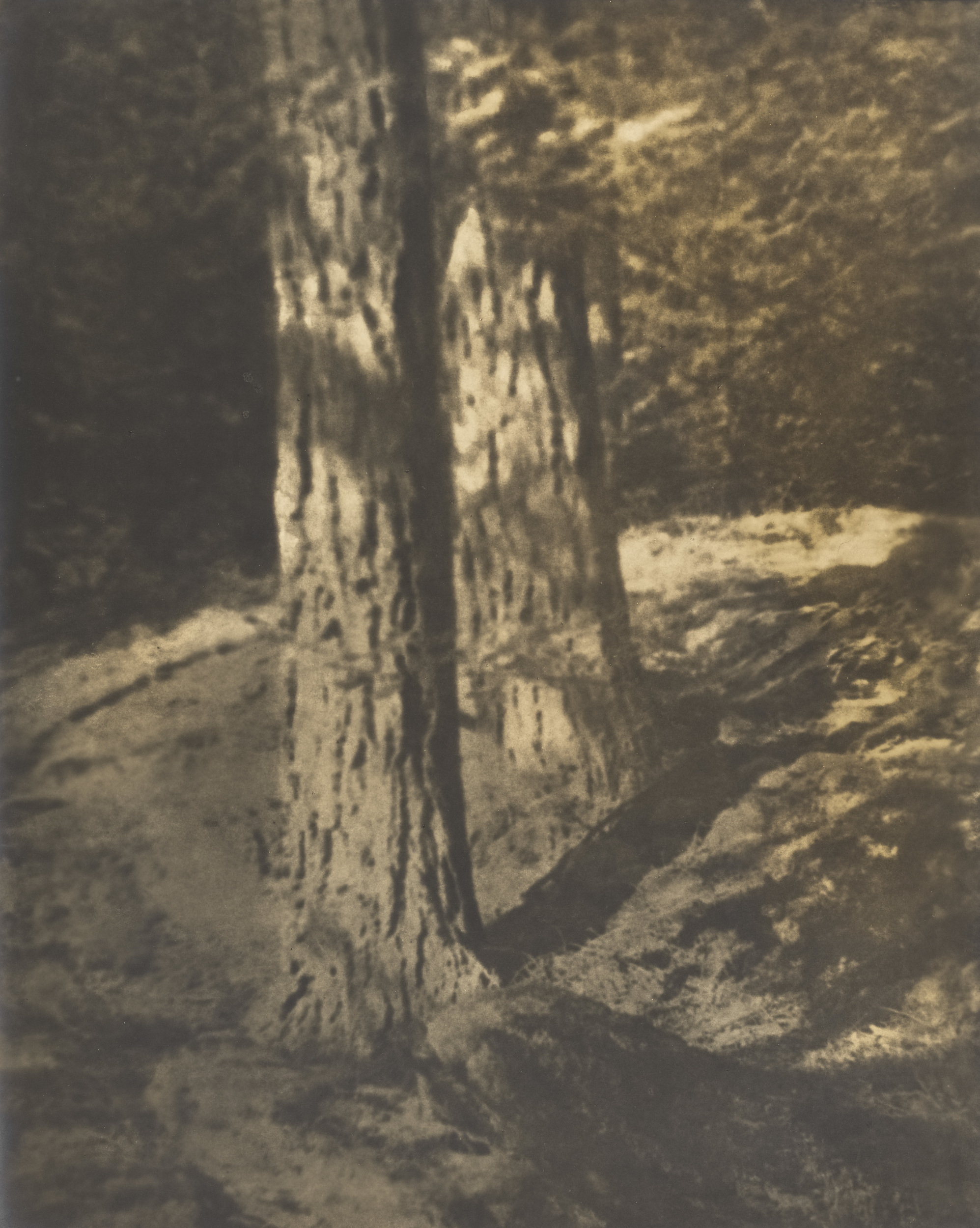 Landscape with Birch Trees | Object:Photo | MoMA