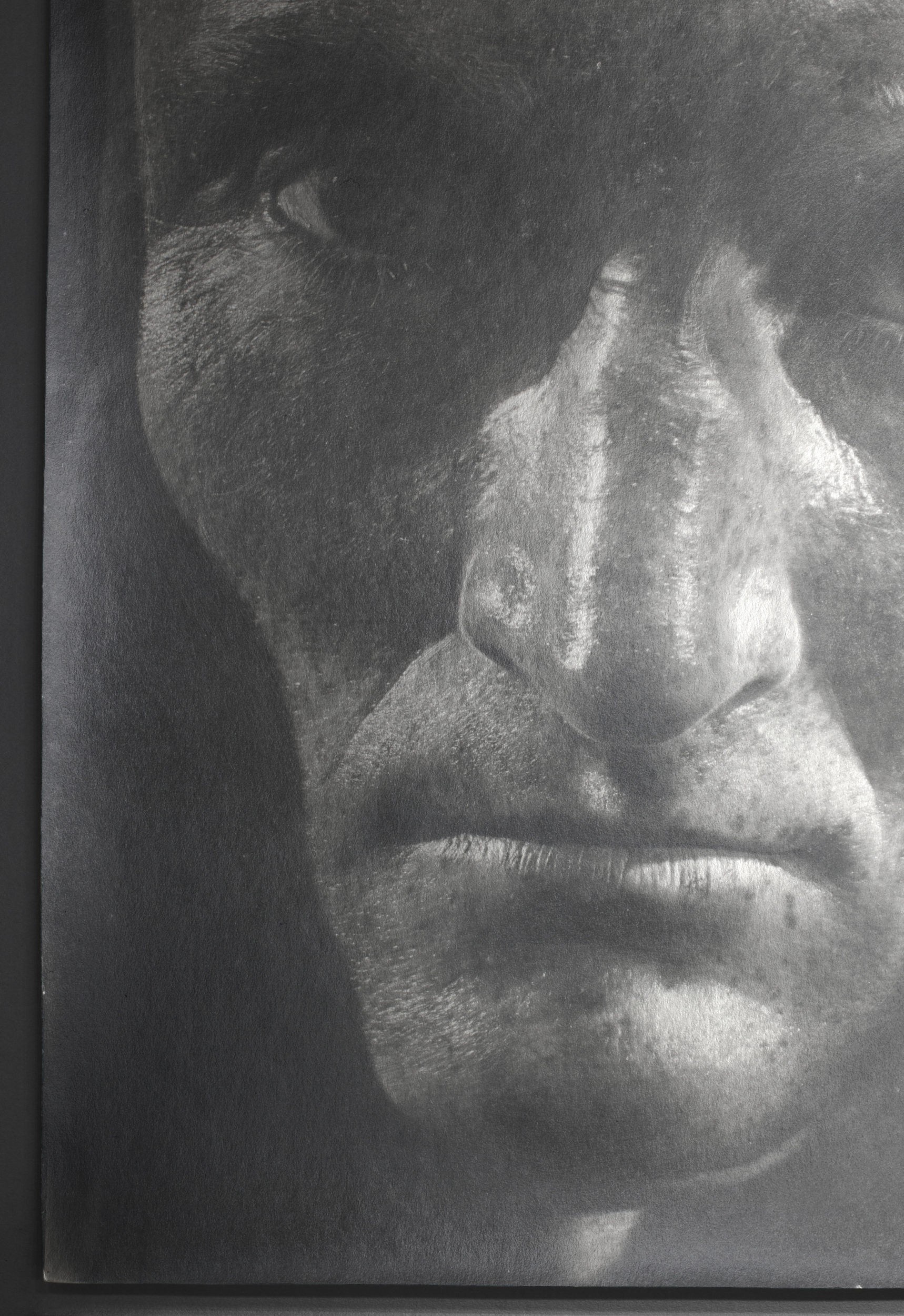 Metamorphosis 599 | Object:Photo | MoMA