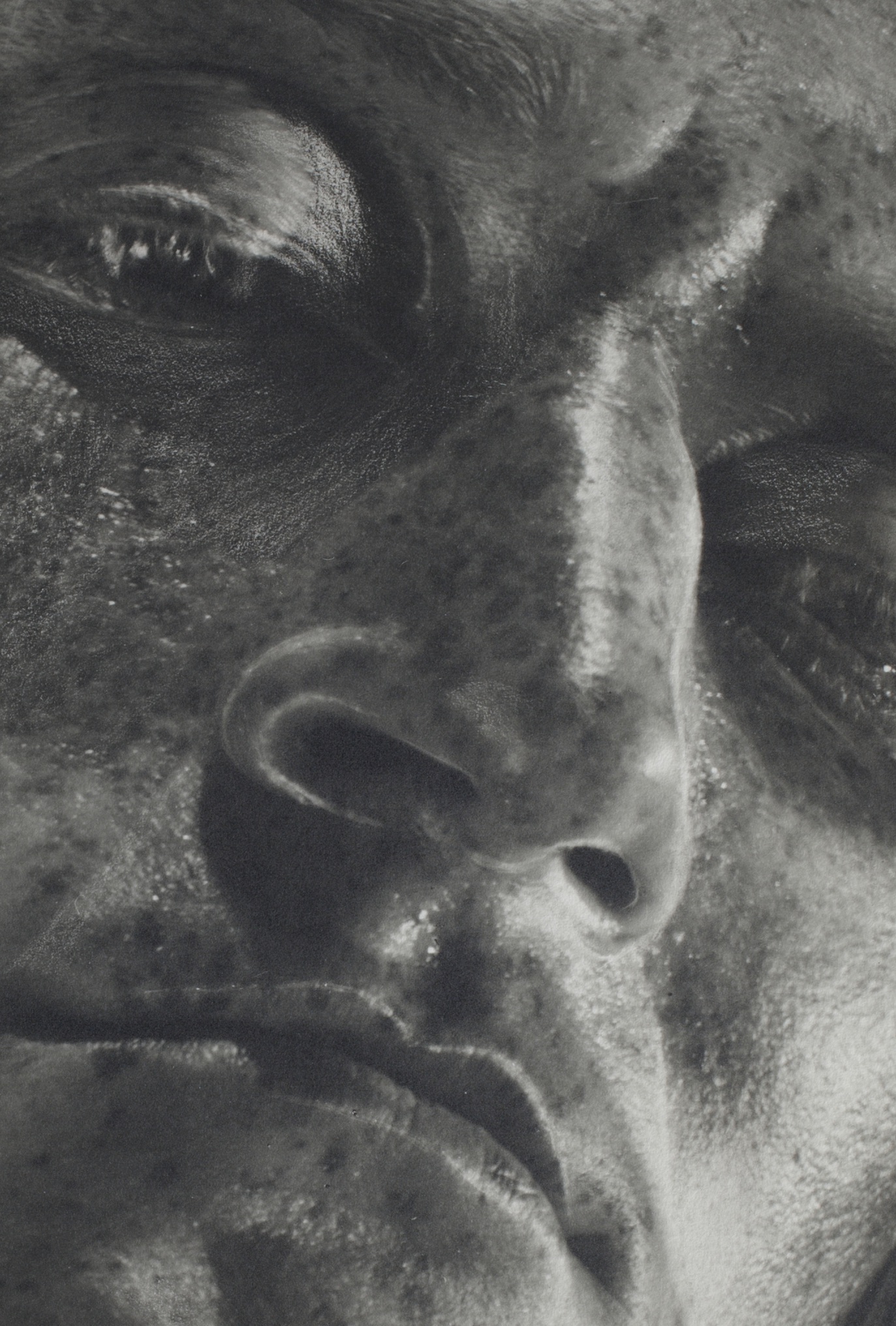 Metamorphosis 601 | Object:Photo | MoMA