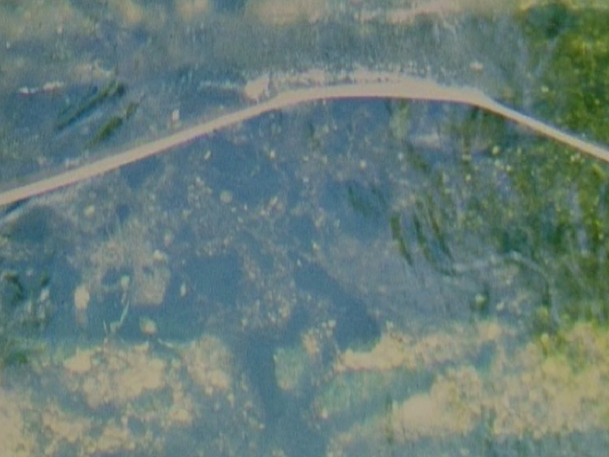 Roman Signer. Rope. 1987 | MoMA