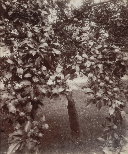 Installation view of the exhibition "Atget Trees." | MoMA