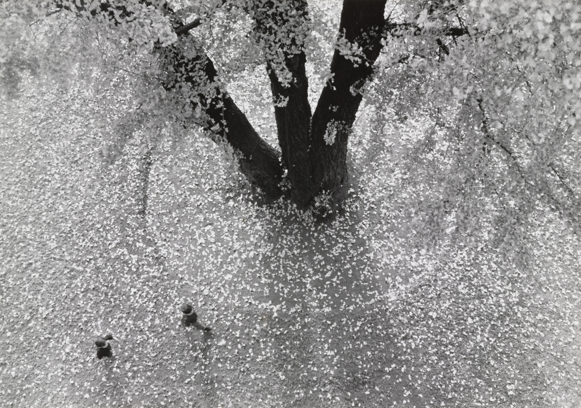 Takeichi Hotta. Fall. c. 1958 | MoMA