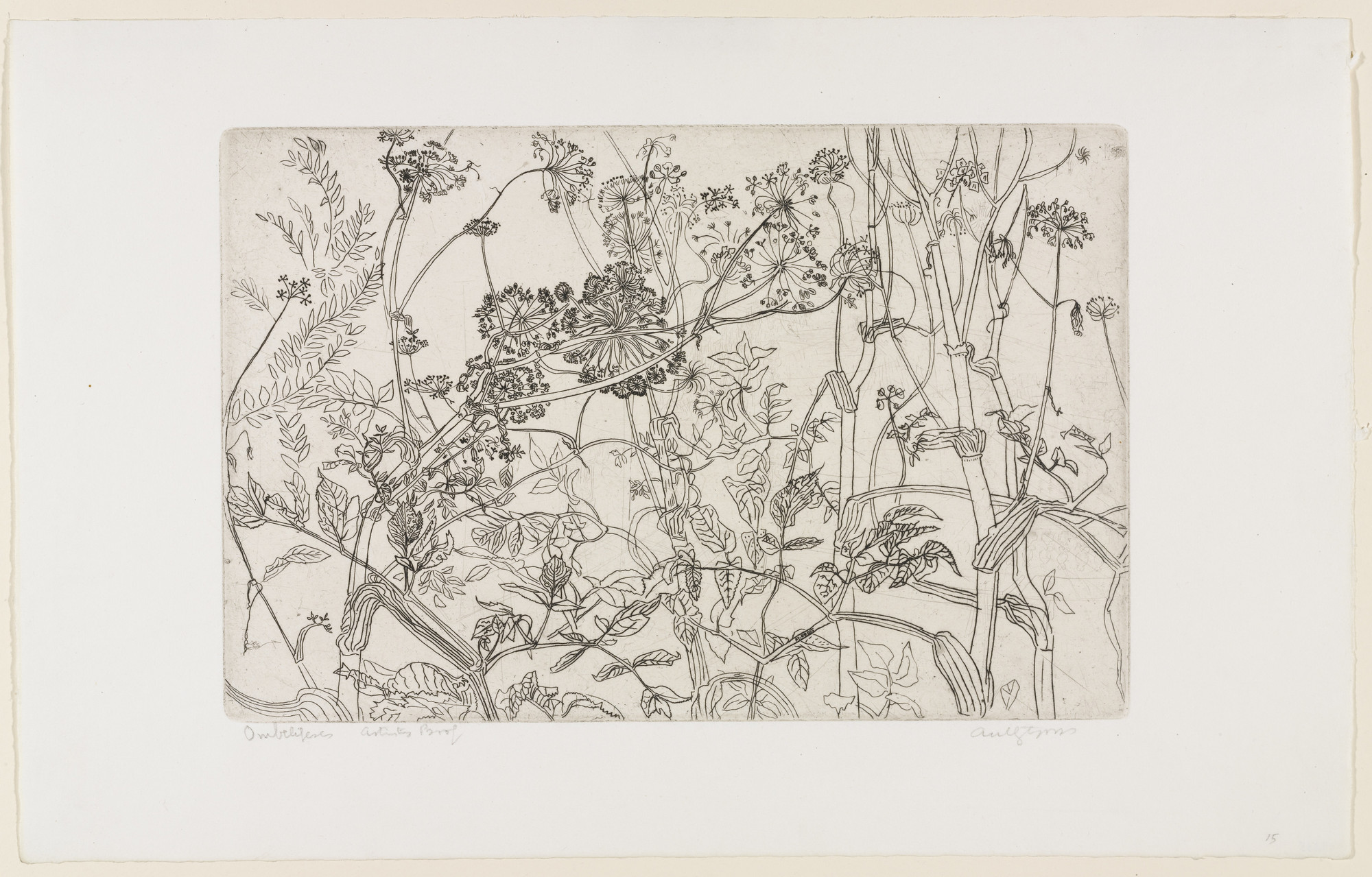 Anthony Gross. Queen Anne's Lace. 1952 | MoMA
