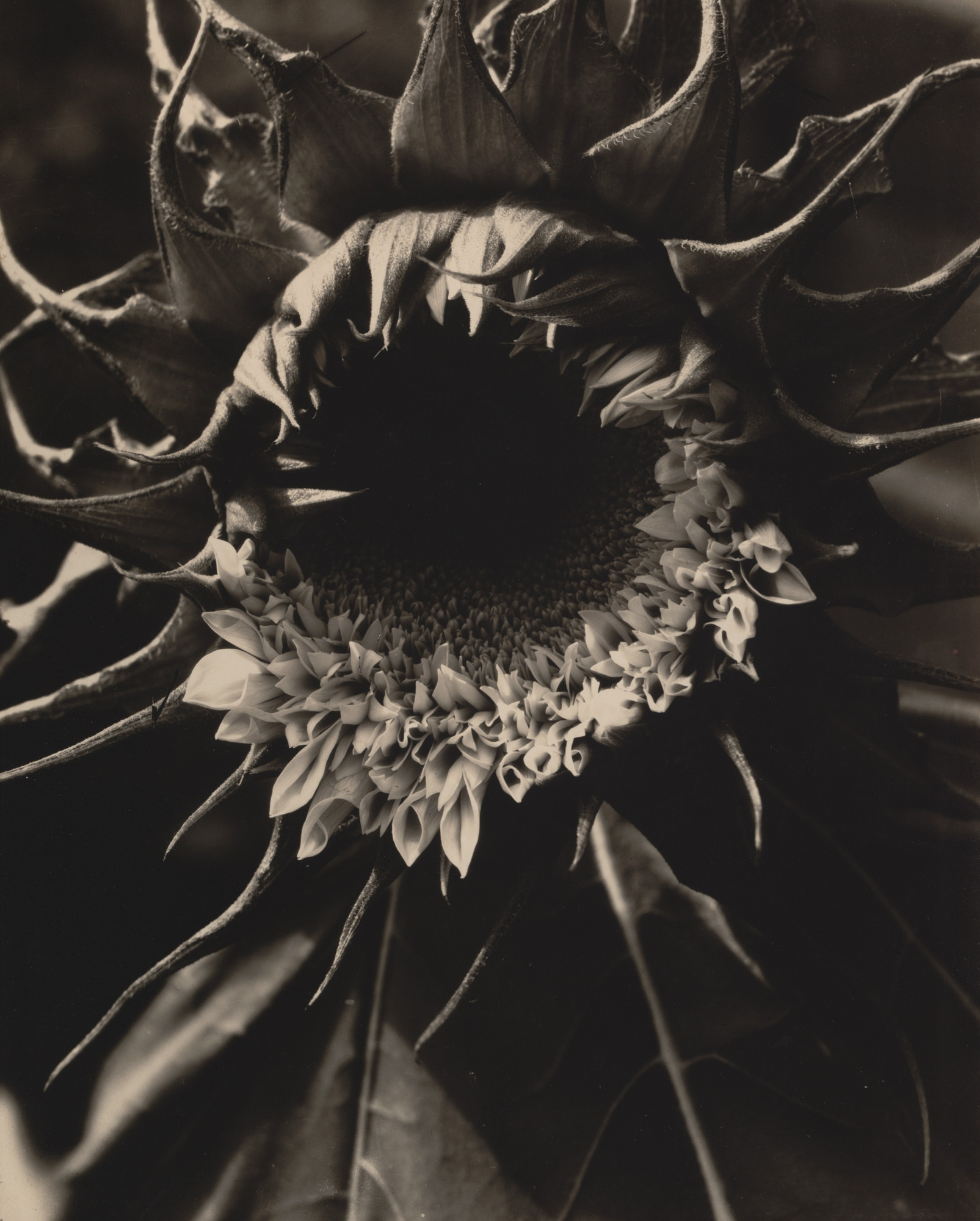 Edward Steichen. Sunflowers from Seed to Seed. 1920-61 | MoMA