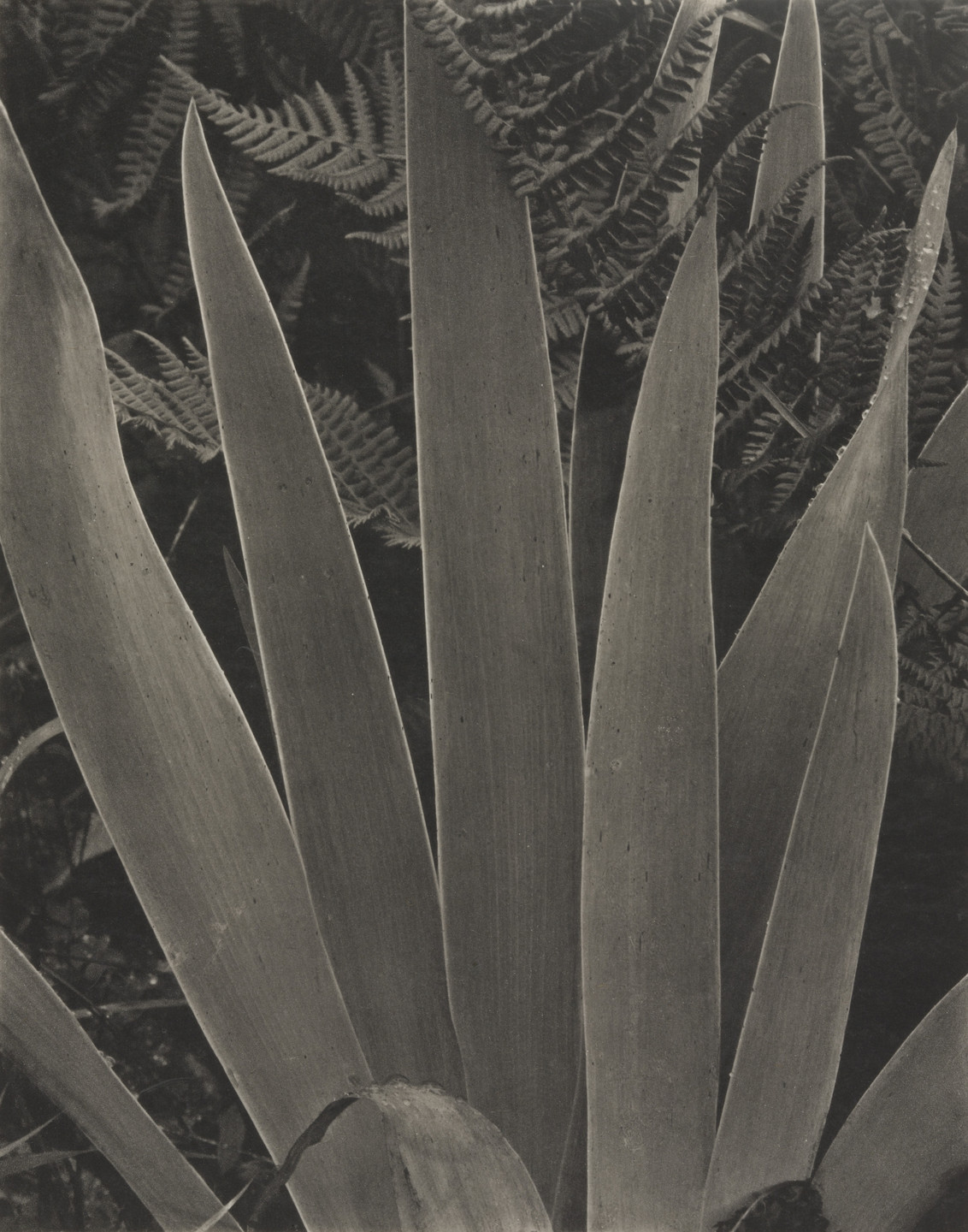 Paul Strand. Iris. 1928 | MoMA