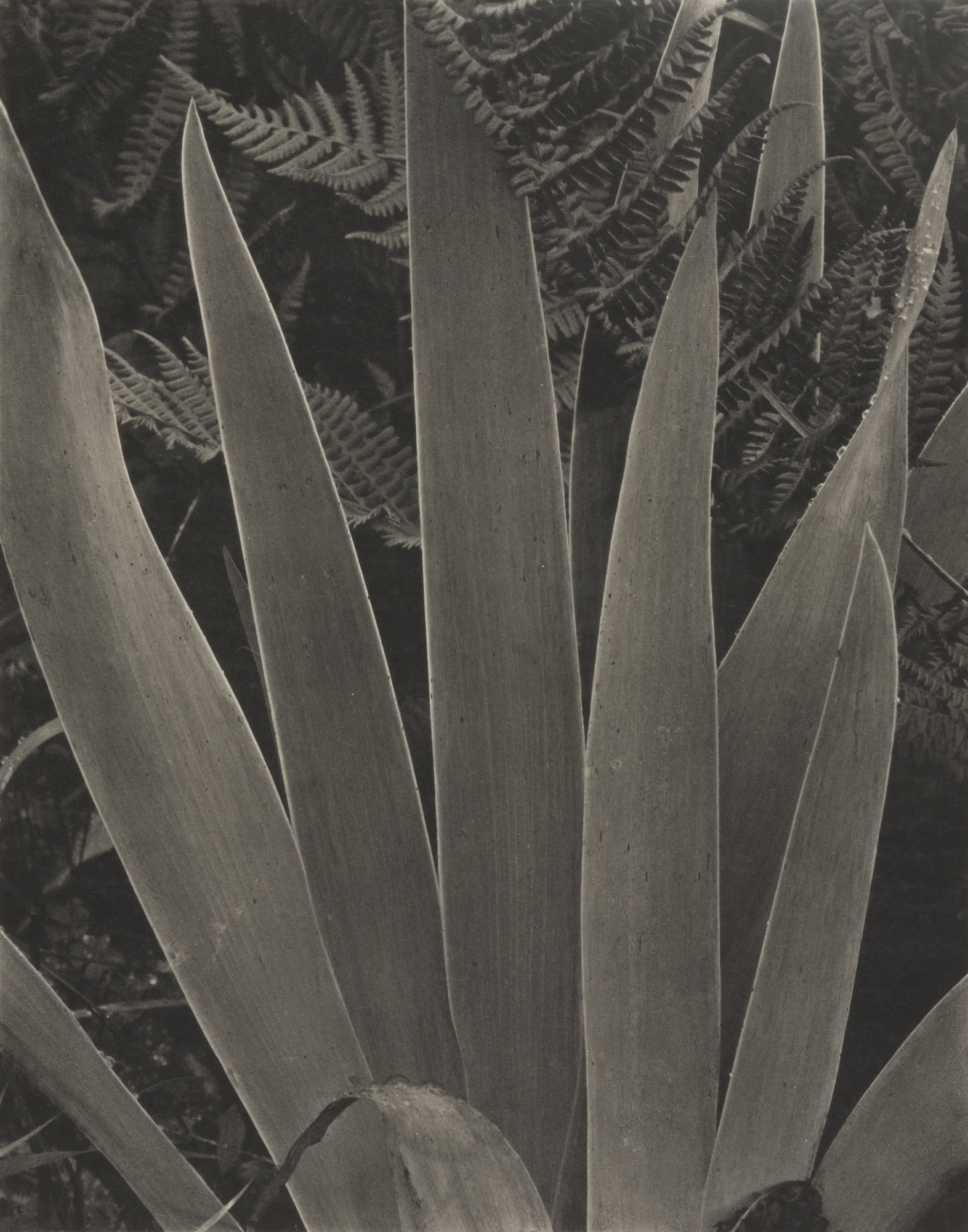Paul Strand. Iris. 1928 | MoMA