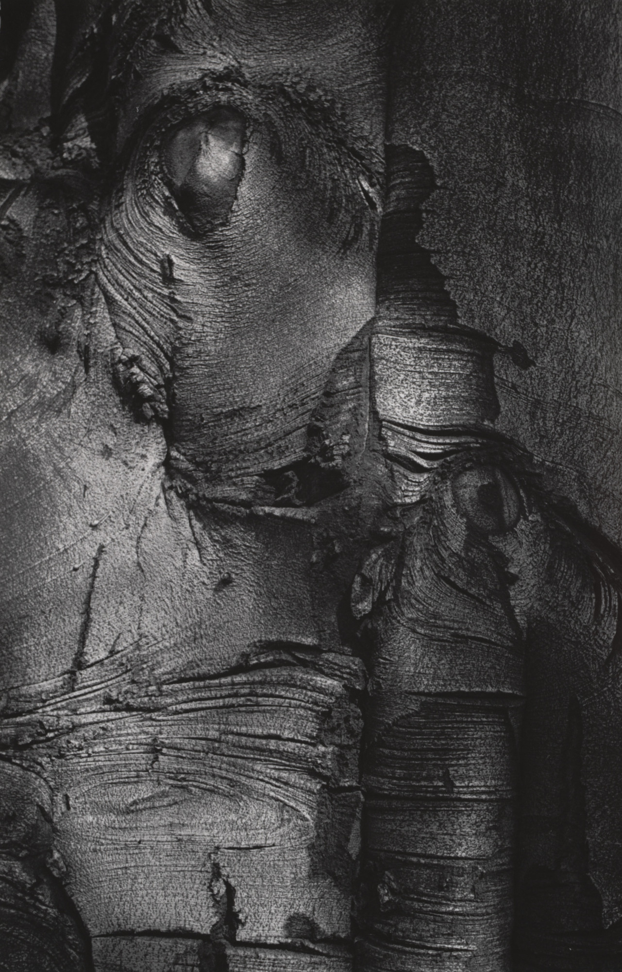 Charles Sheeler. Beech Tree. 1951 | MoMA