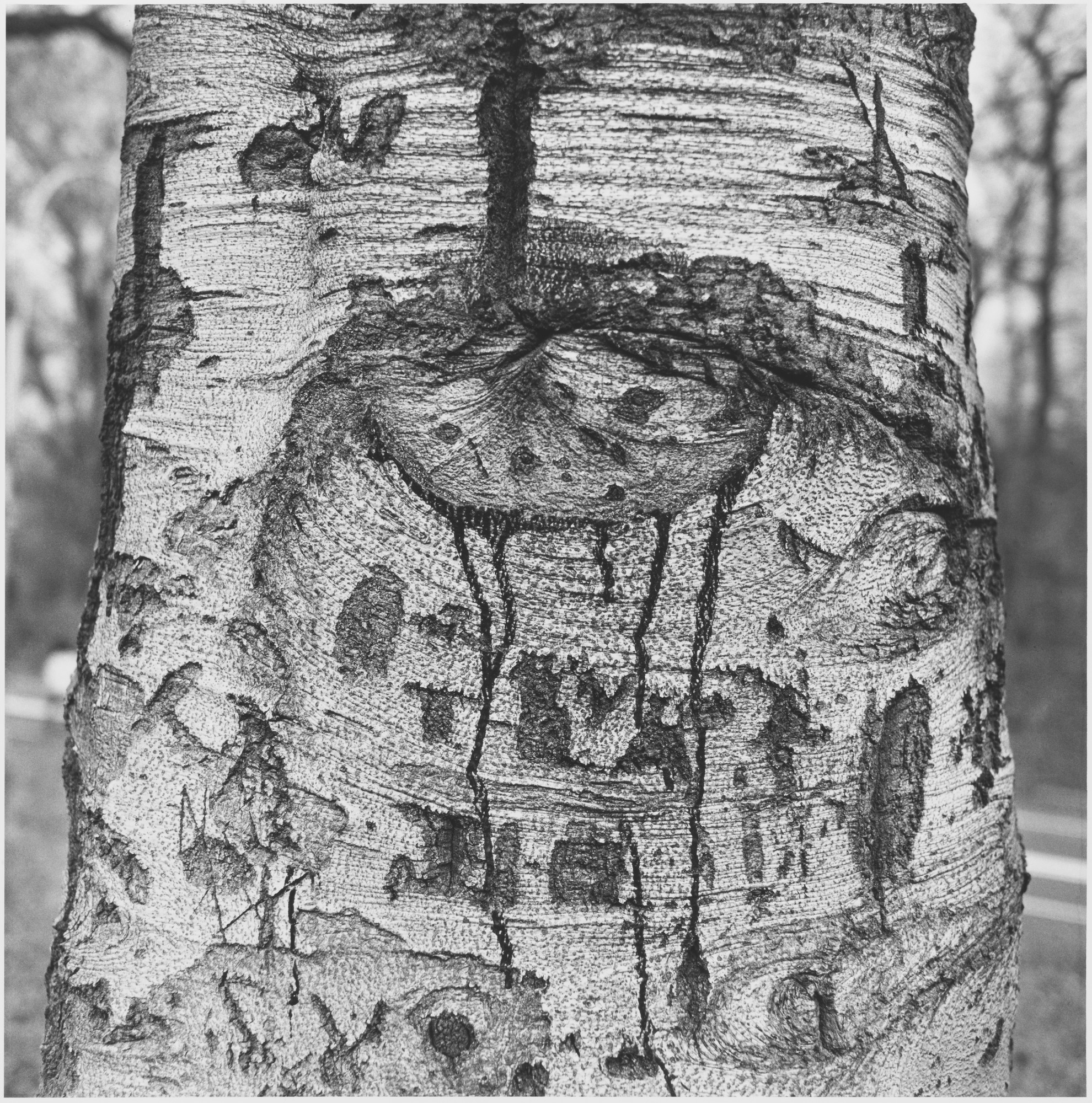 Michael Spano. Tree Trunk, 9-17-95, Prospect Park, Brooklyn. 1995 | MoMA