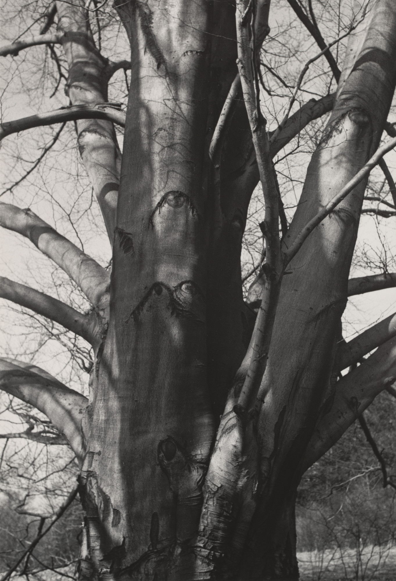 Charles Sheeler. Beech Tree. 1951 | MoMA